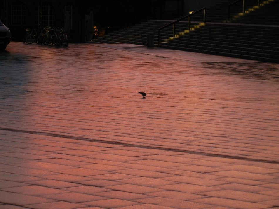 Dark bird silhouette on red pavement in dusk free image download