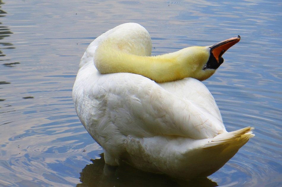 Swan in an unusual pose on the water free image download