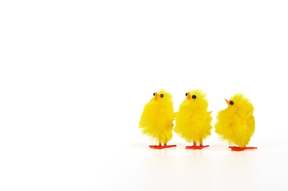 Soft chickens on the white background free image download