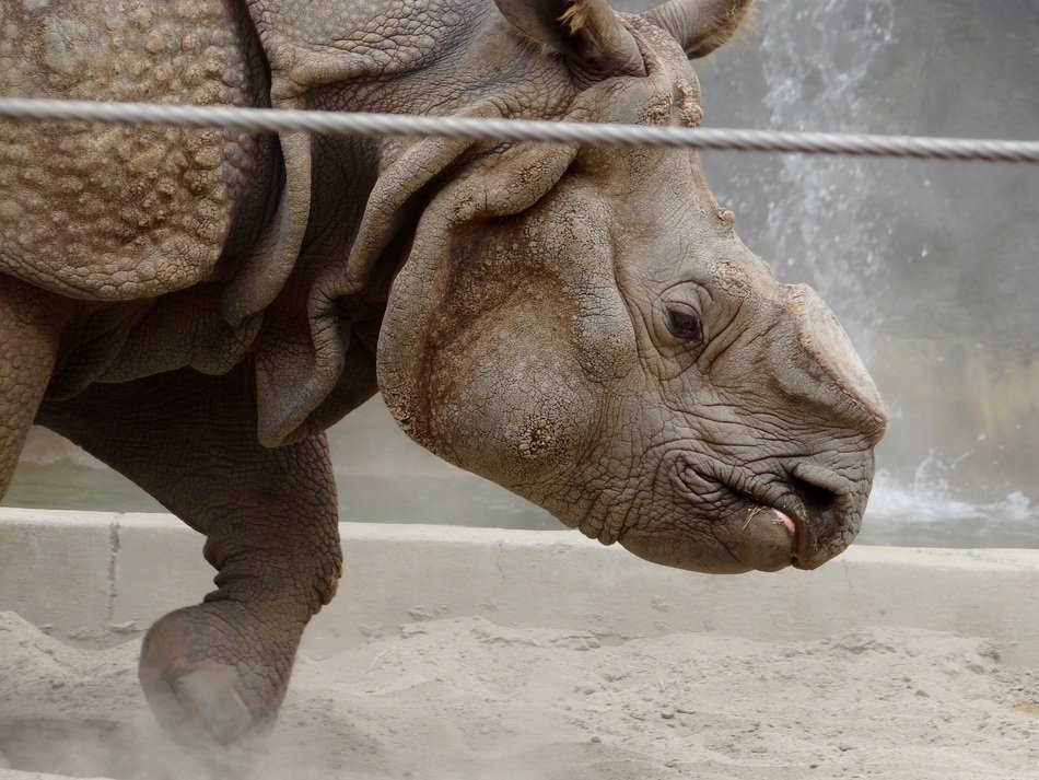 Aggressive rhino in the pen free image download
