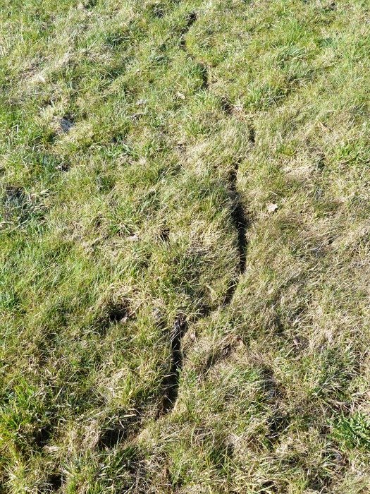 Animal path on the meadow free image download