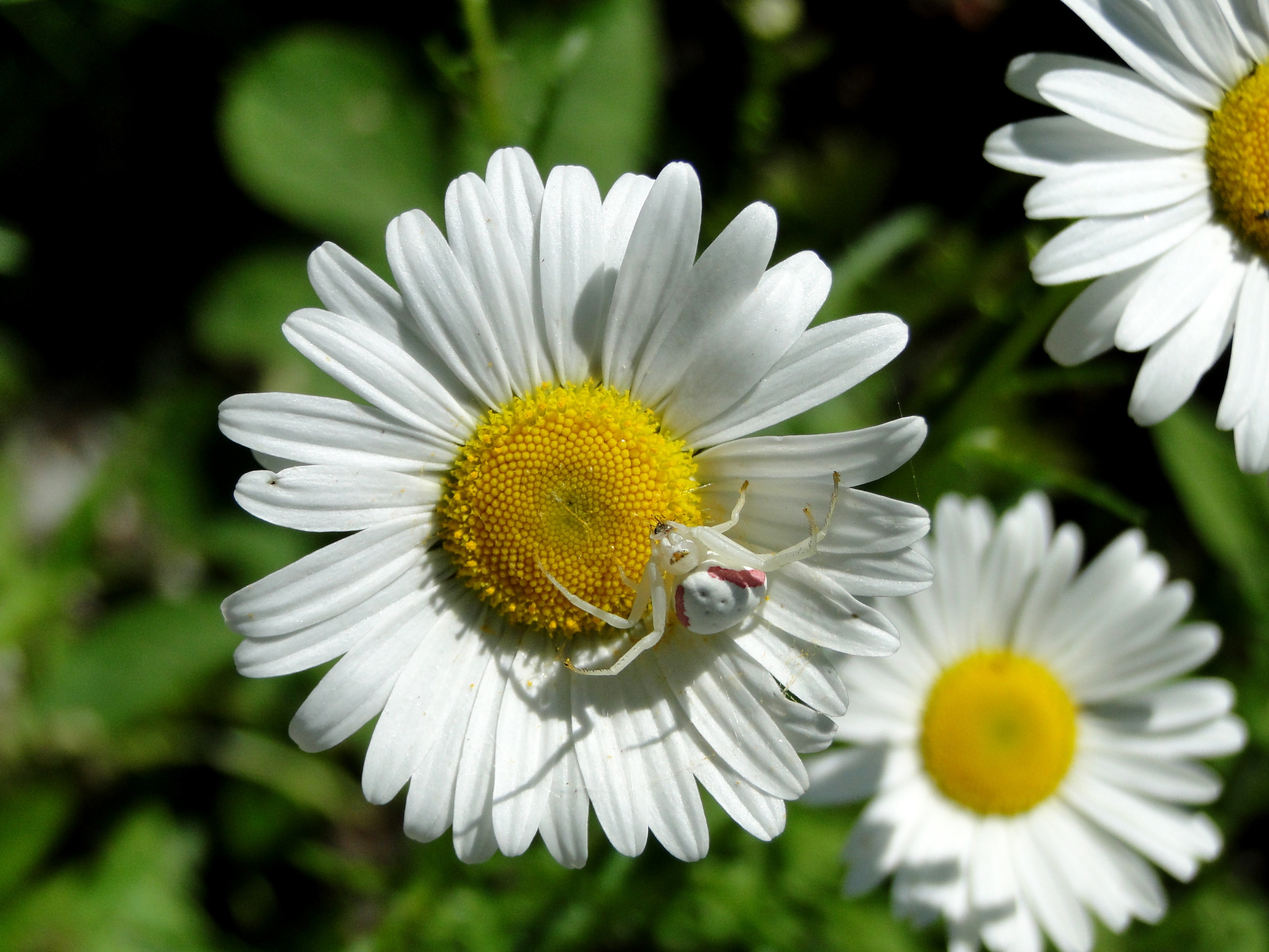 Daisy Spider free image download