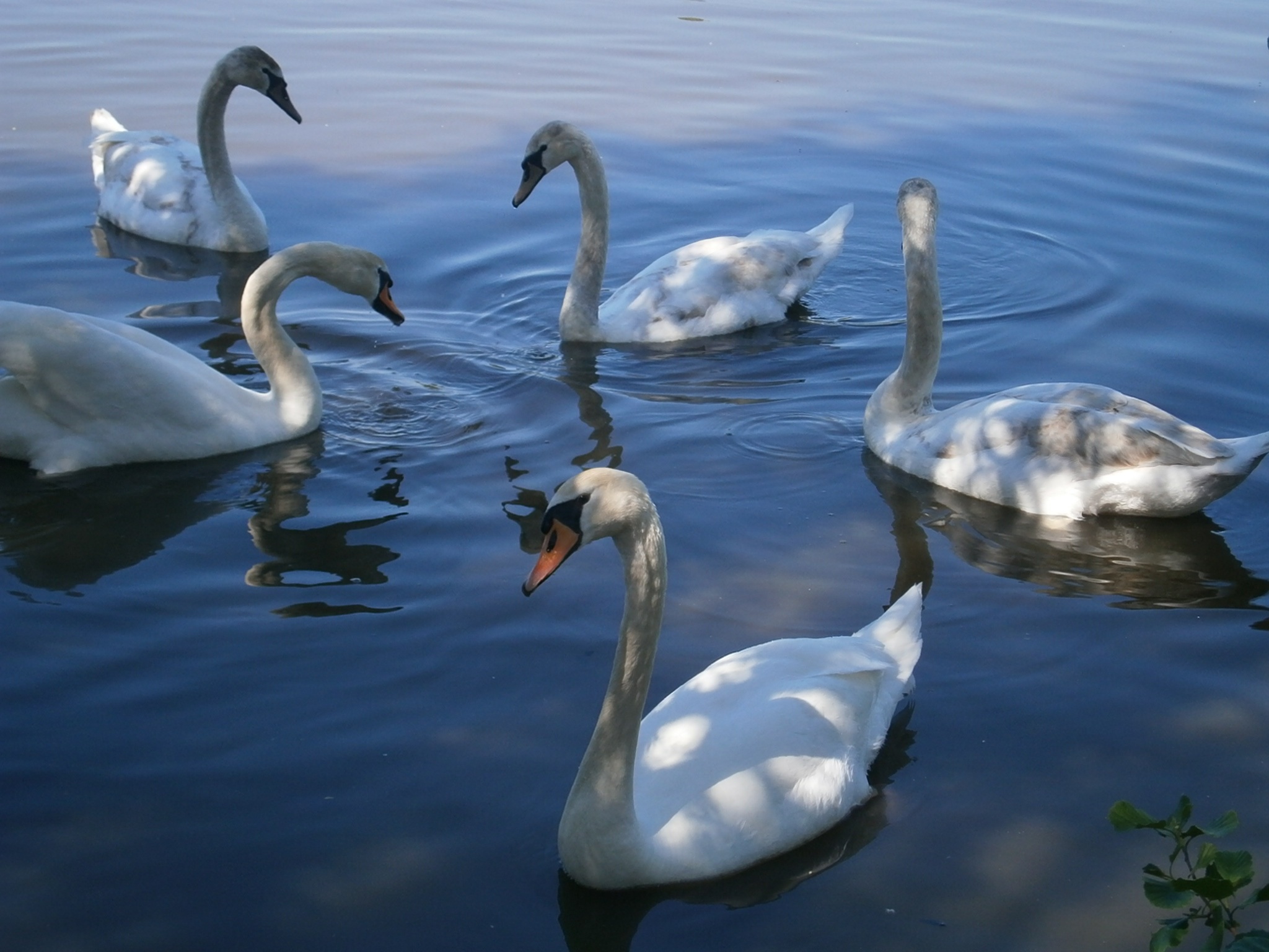 Five charming Swans free image download