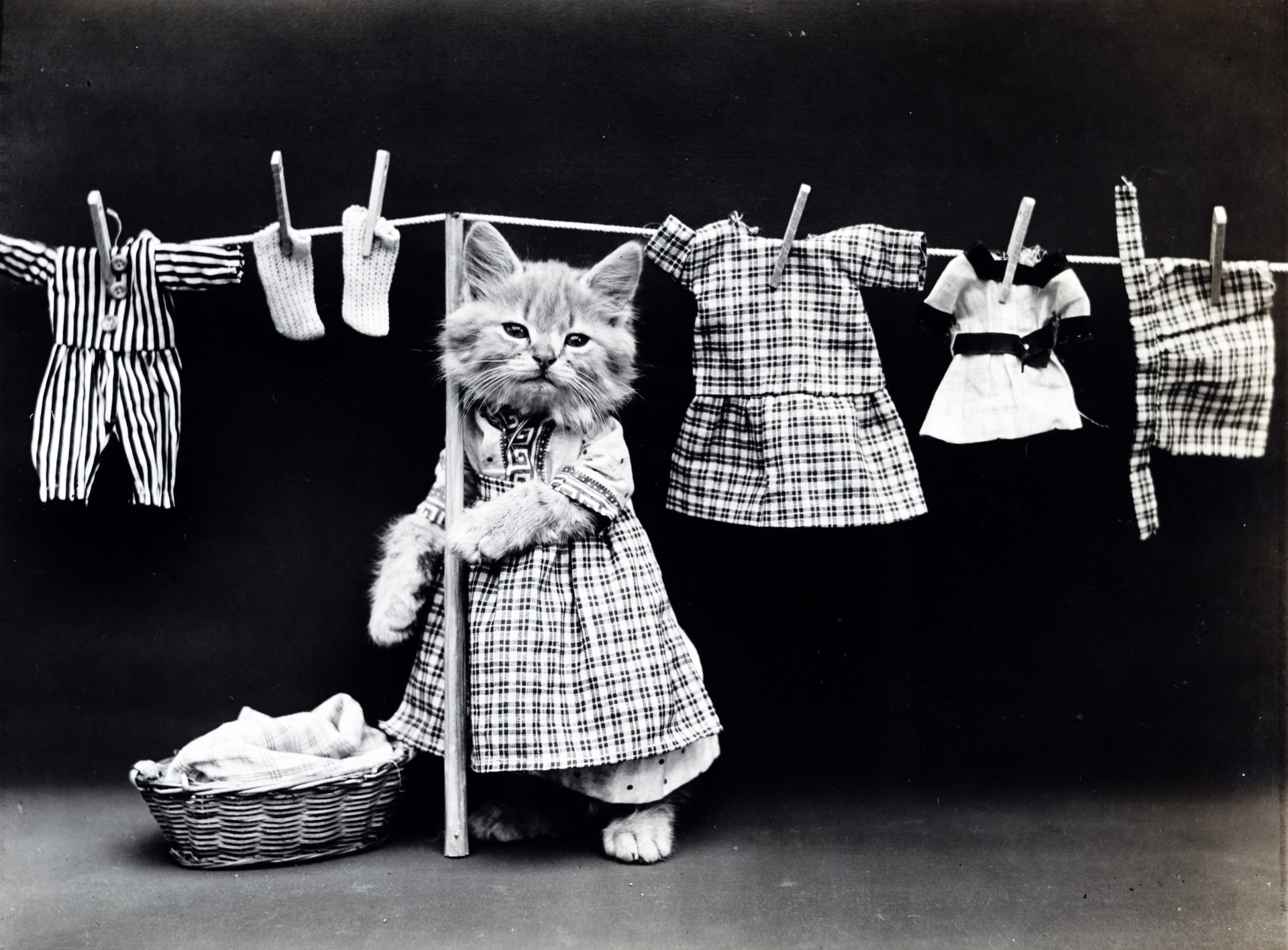 Monochrome picture of kitten in the laundry room free image download