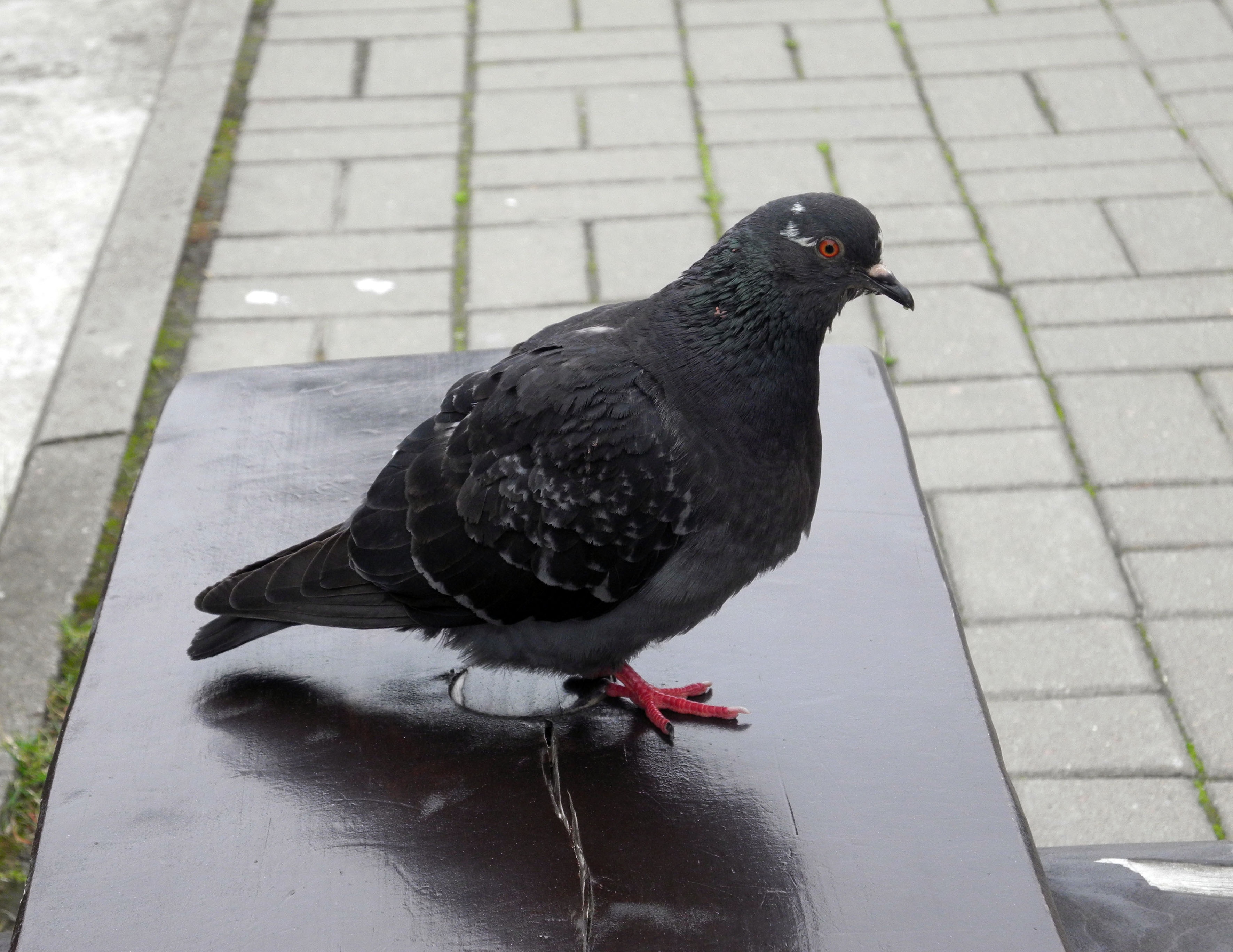 Cute and colorful dove bird outside free image download