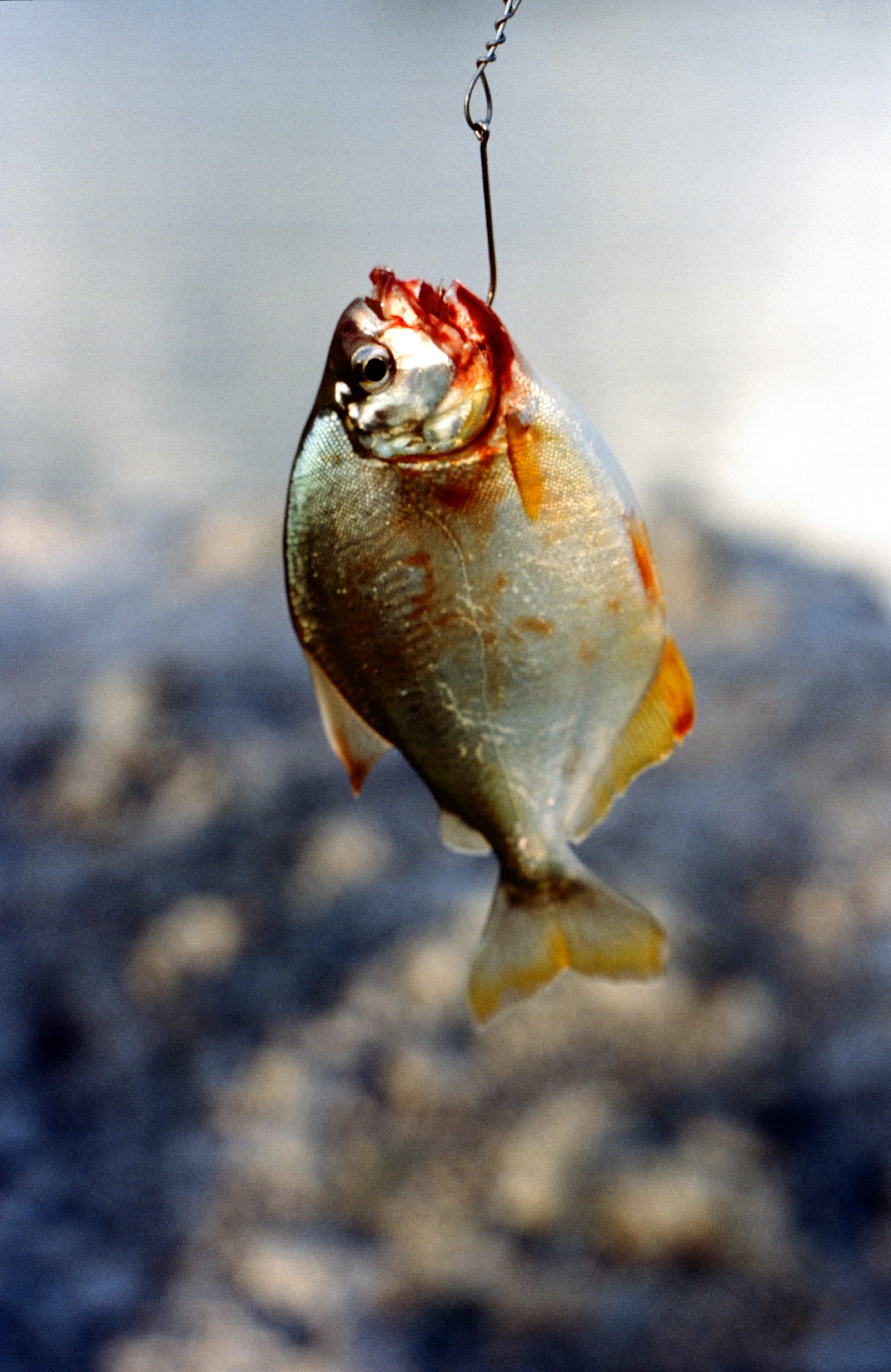 Piranha in water free image download
