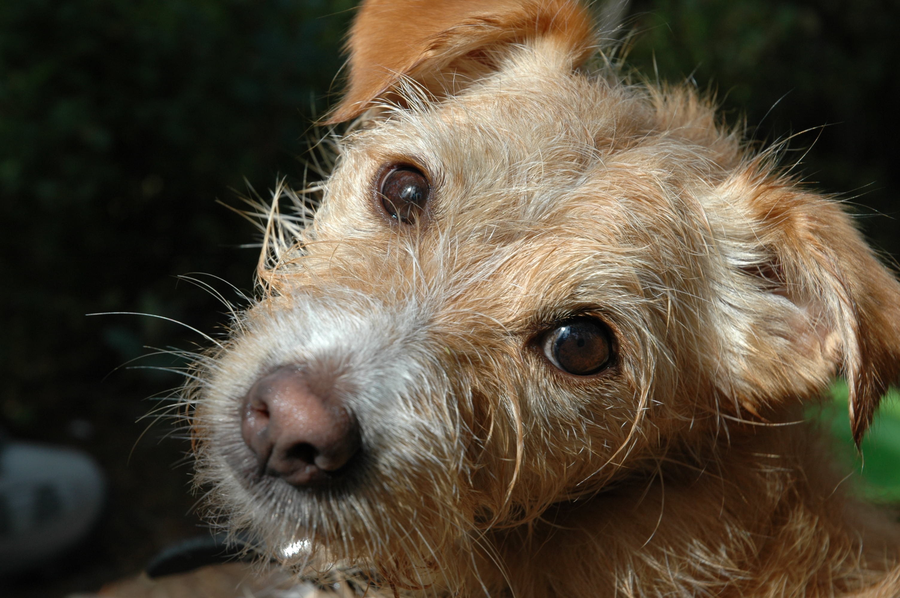 Dog Face Terrier free image download