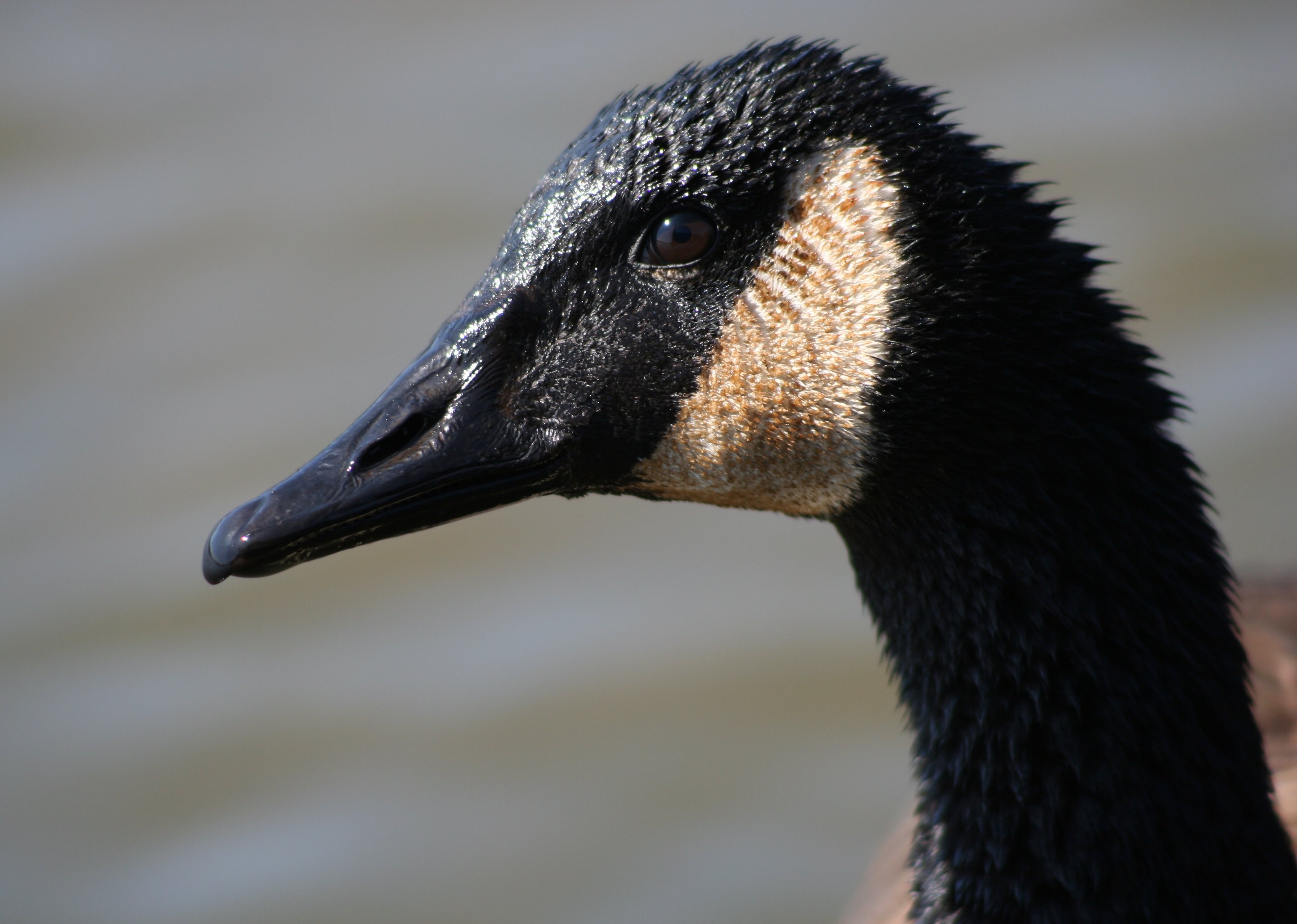 Canadian Goose profile free image download
