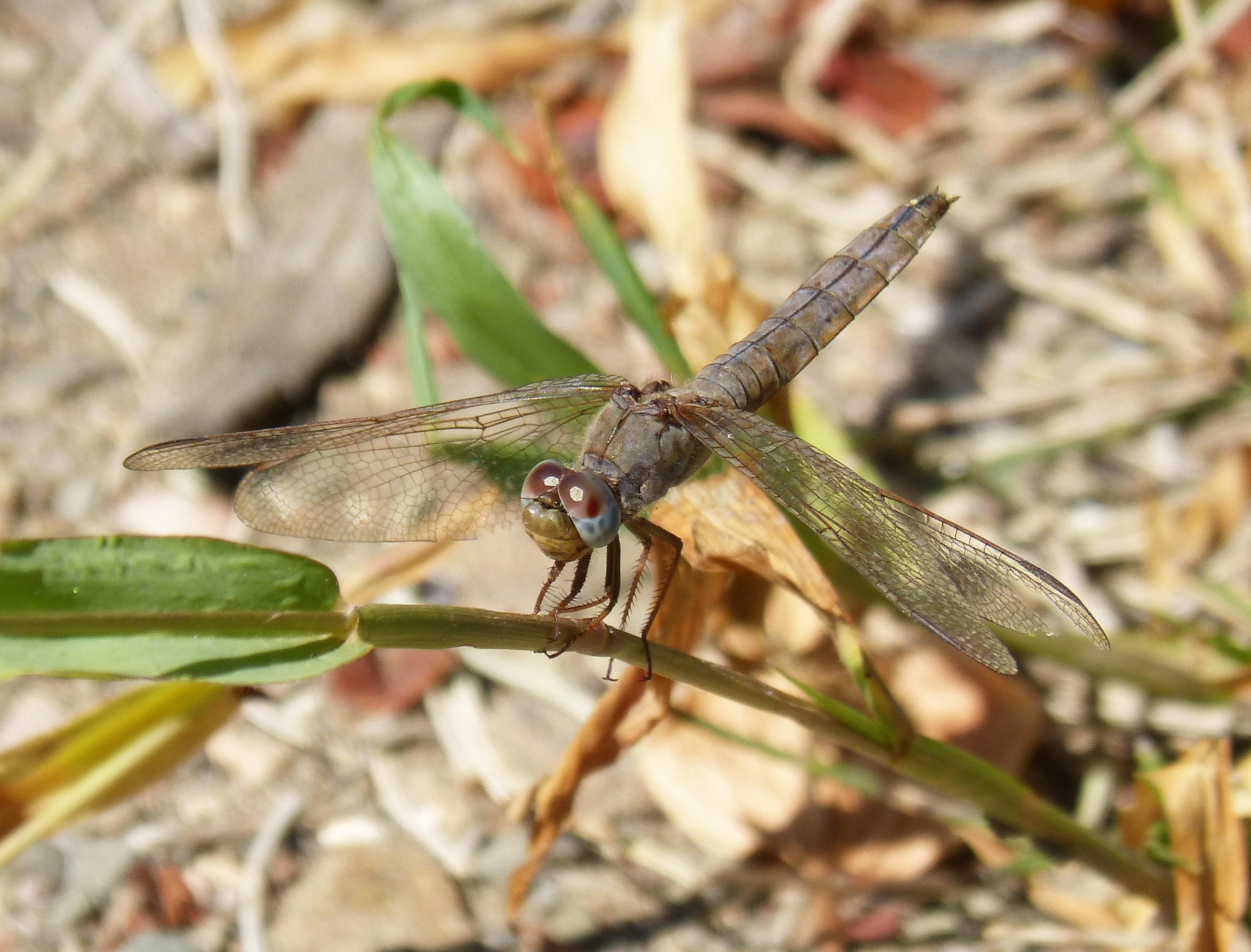 Grey Dragonfly rests on stem free image download