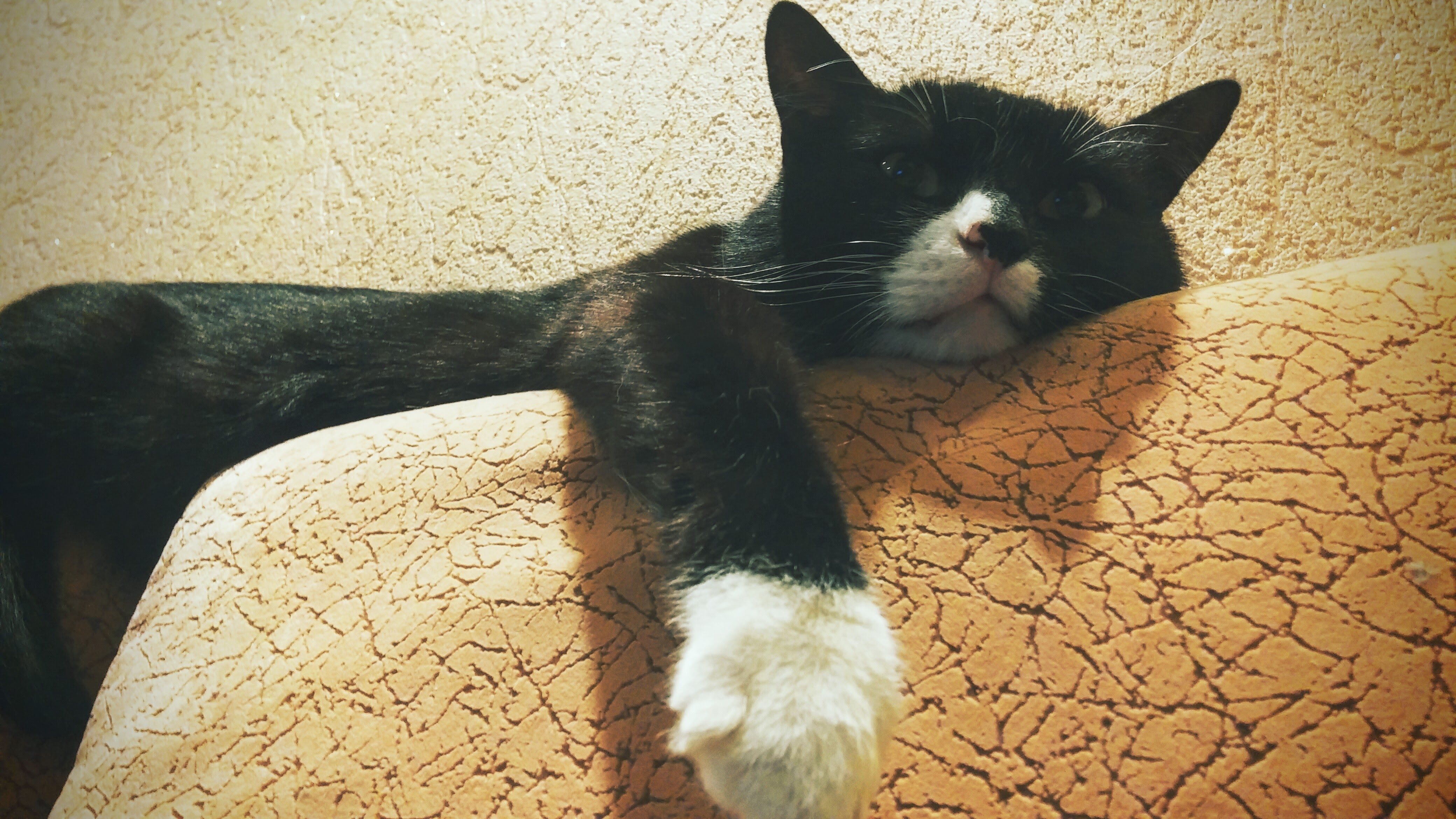 Lazy domestic cat close-up free image download