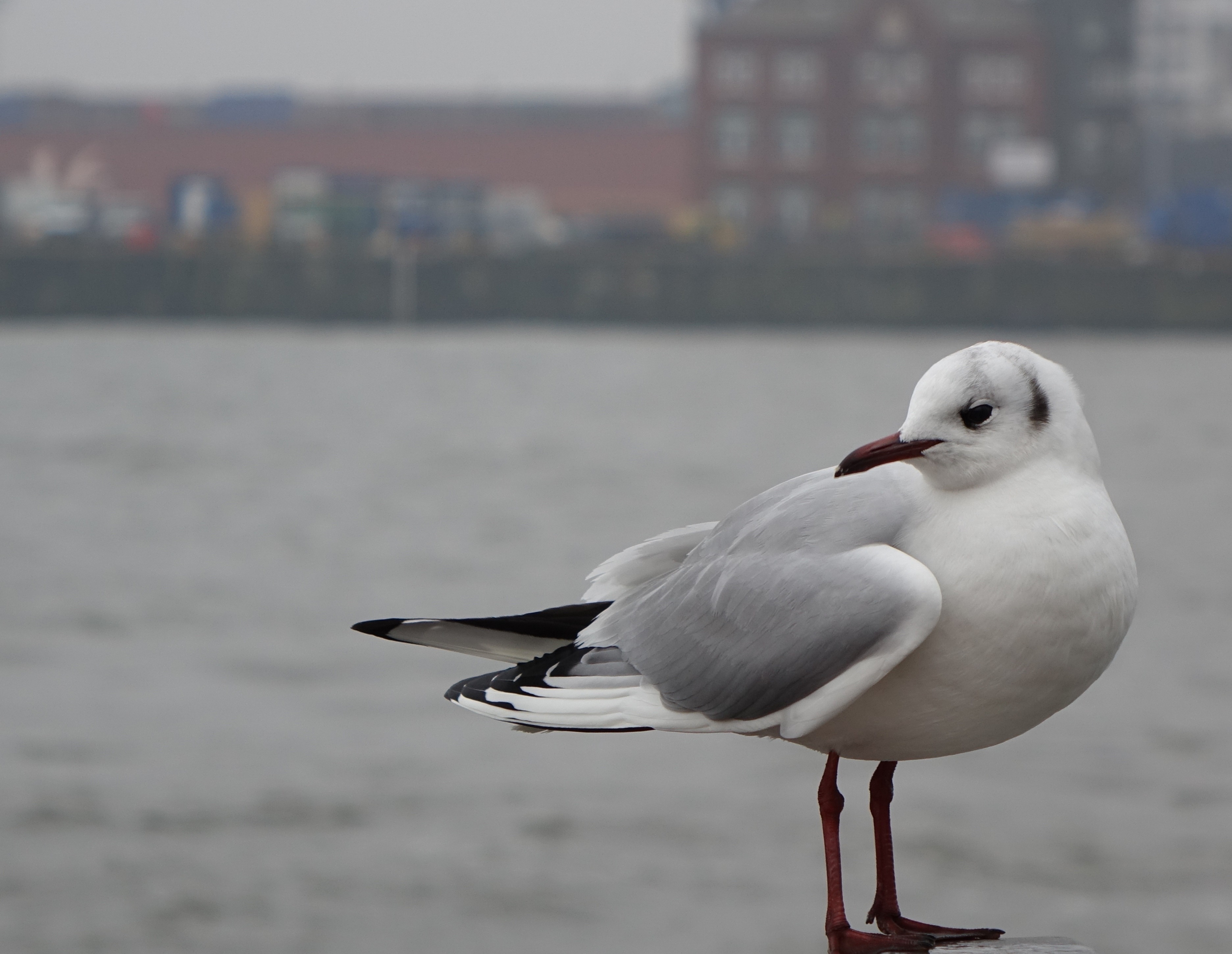 Beautiful cute Seagull free image download