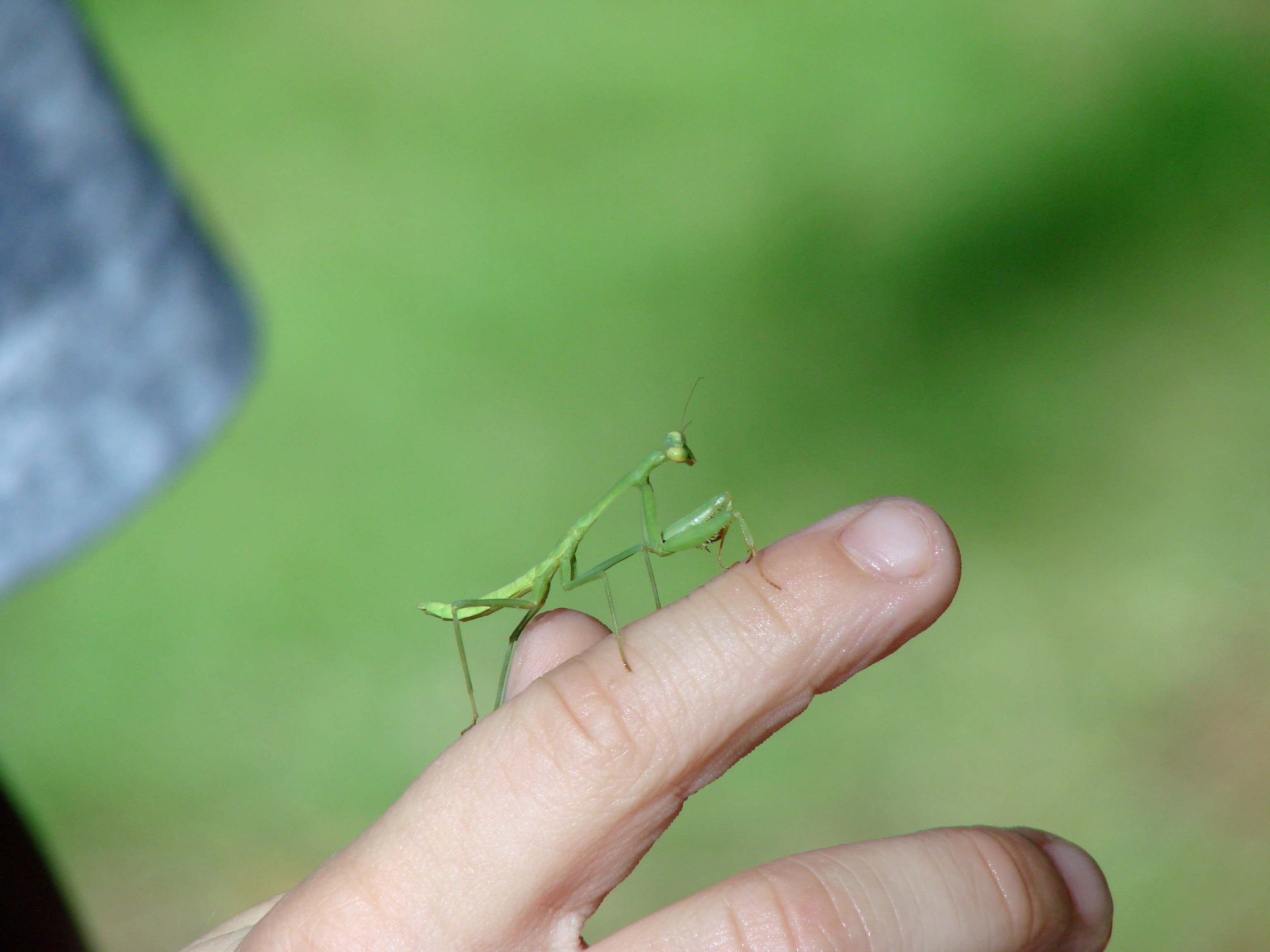 Green mantis on a finger close-up free image download