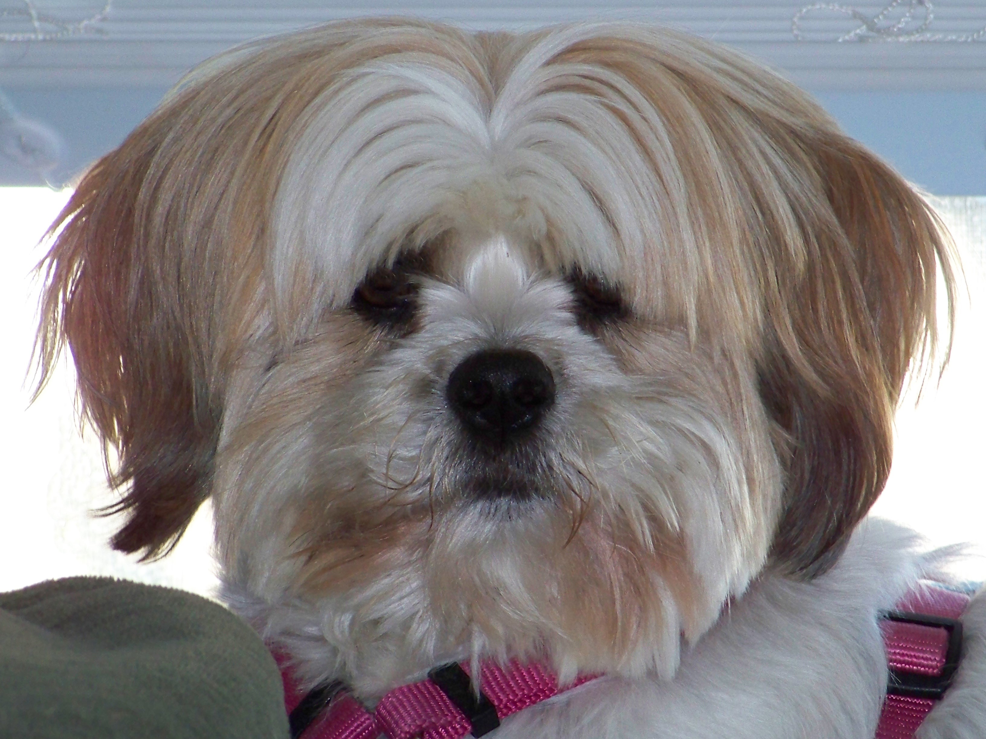 Yellow fluffy dog free image download