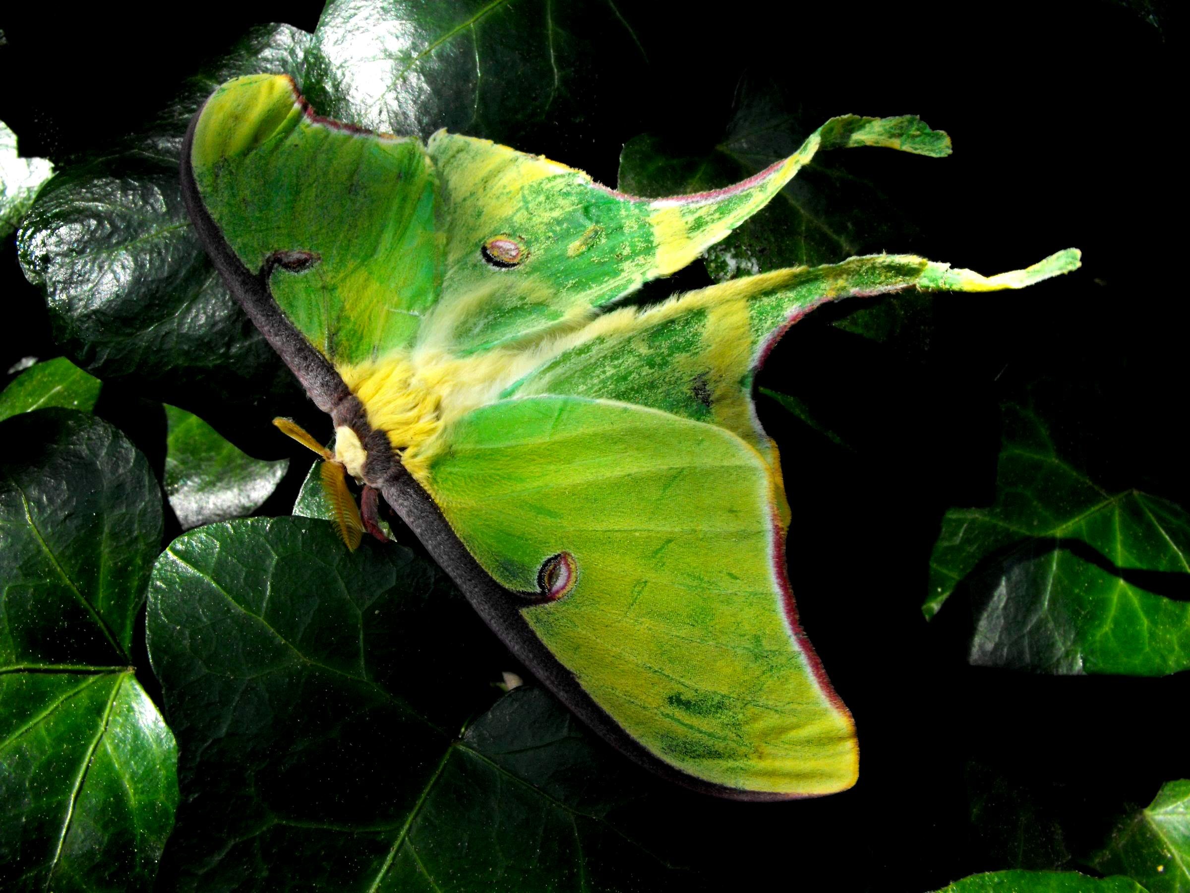 Luna moth, exotic green moth in nature free image download