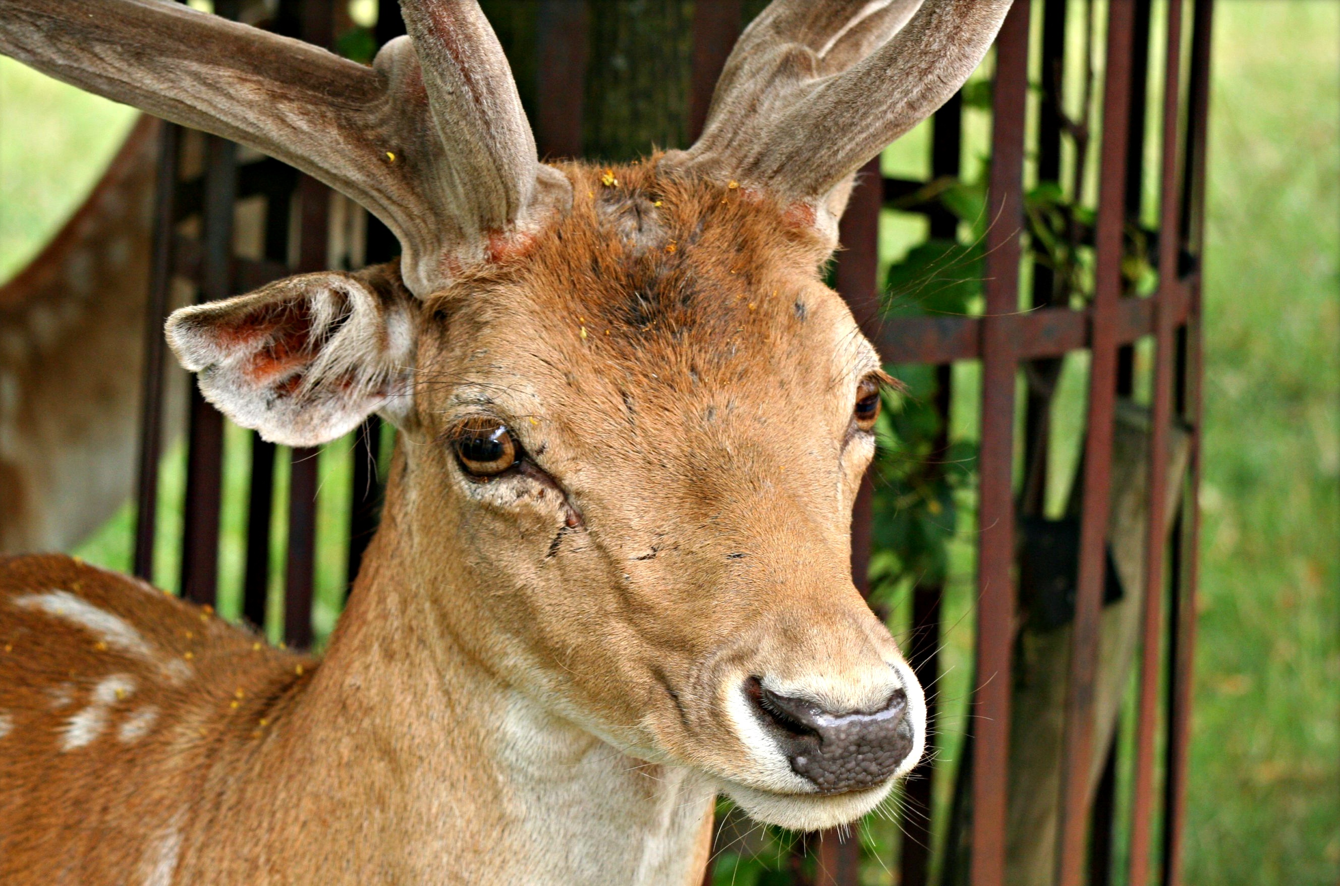 Male fallow deer head close up free image download