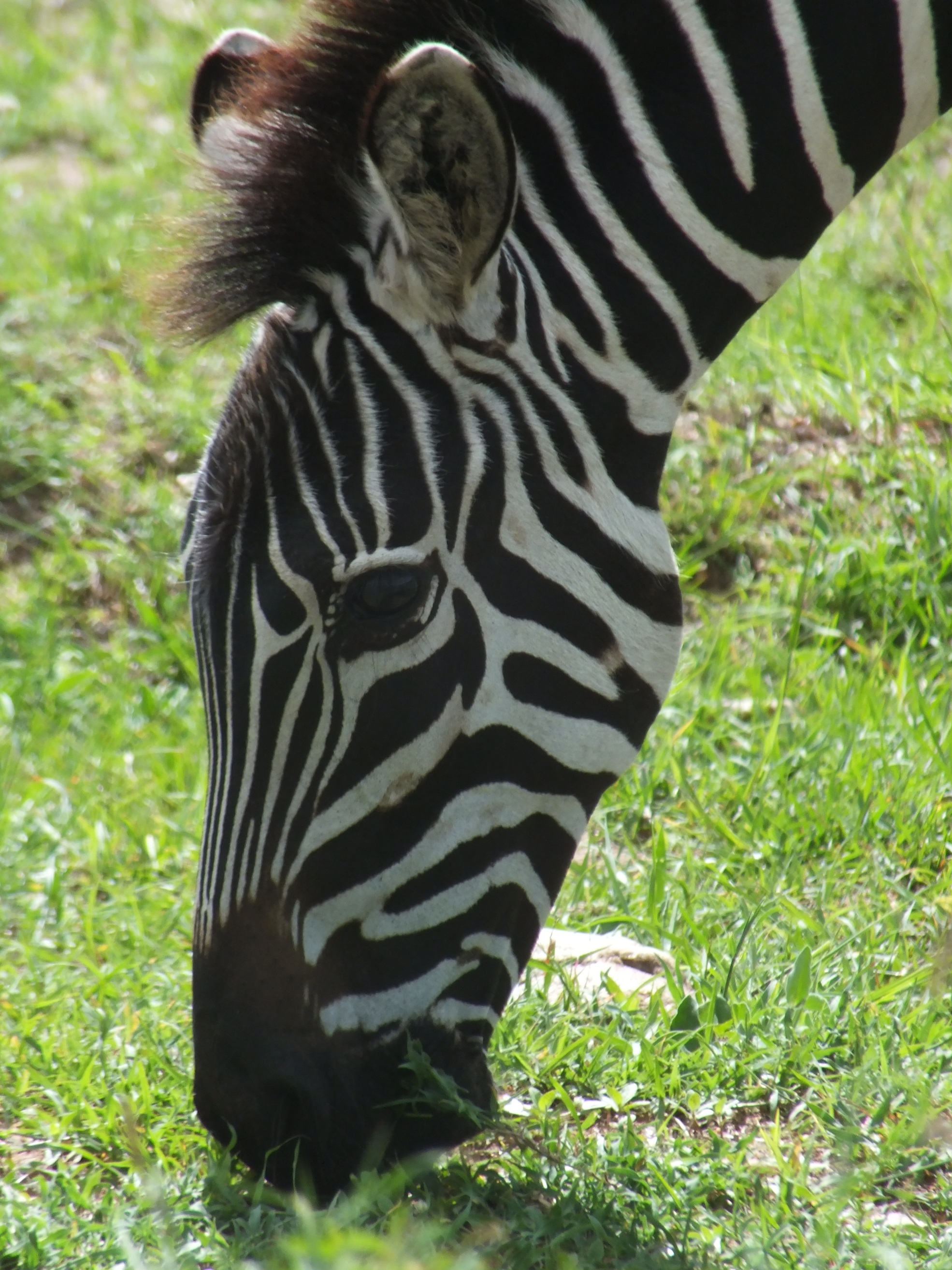 Zebra on pasture close up free image download