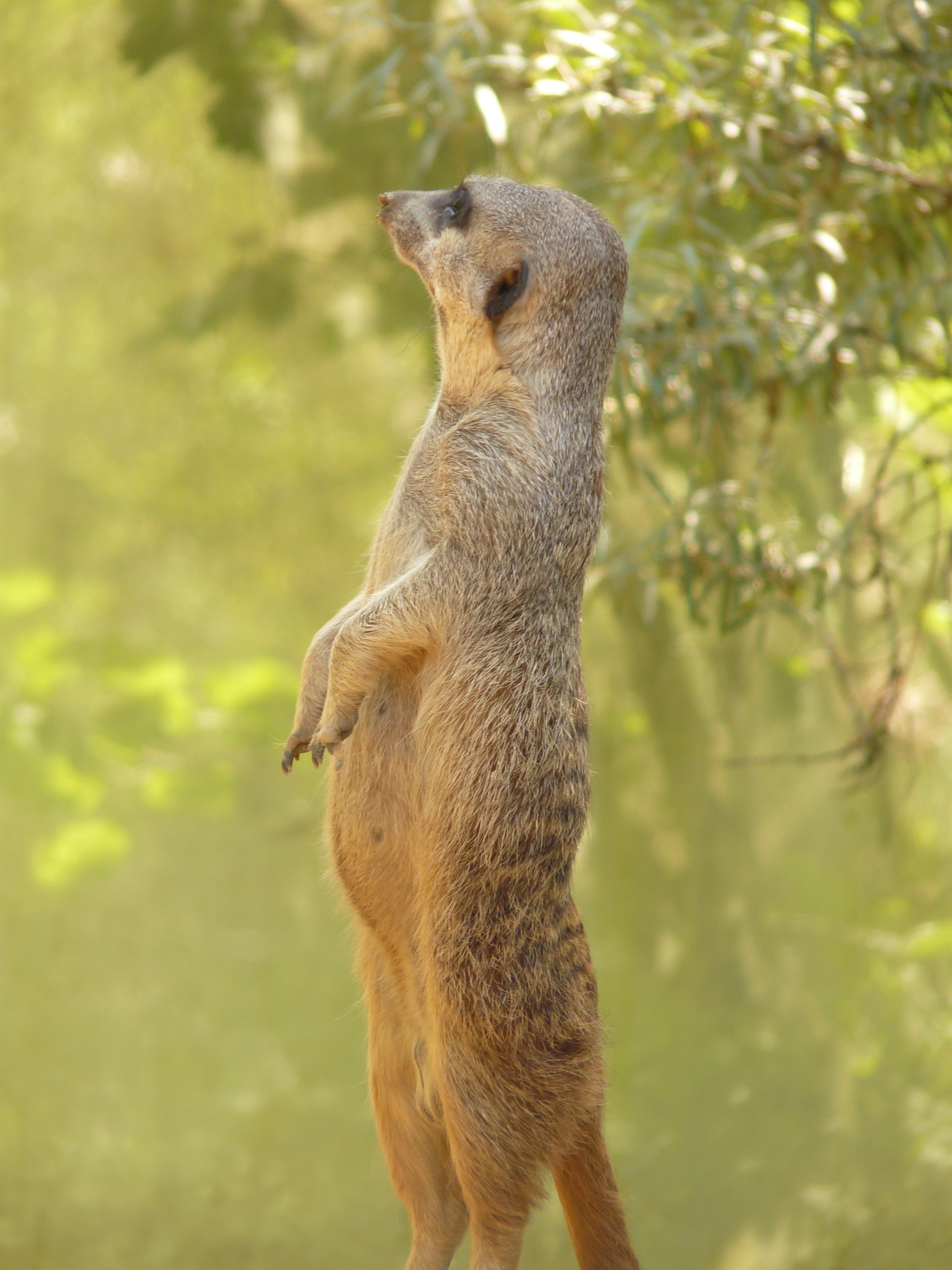 Meerkat near the green bush free image download