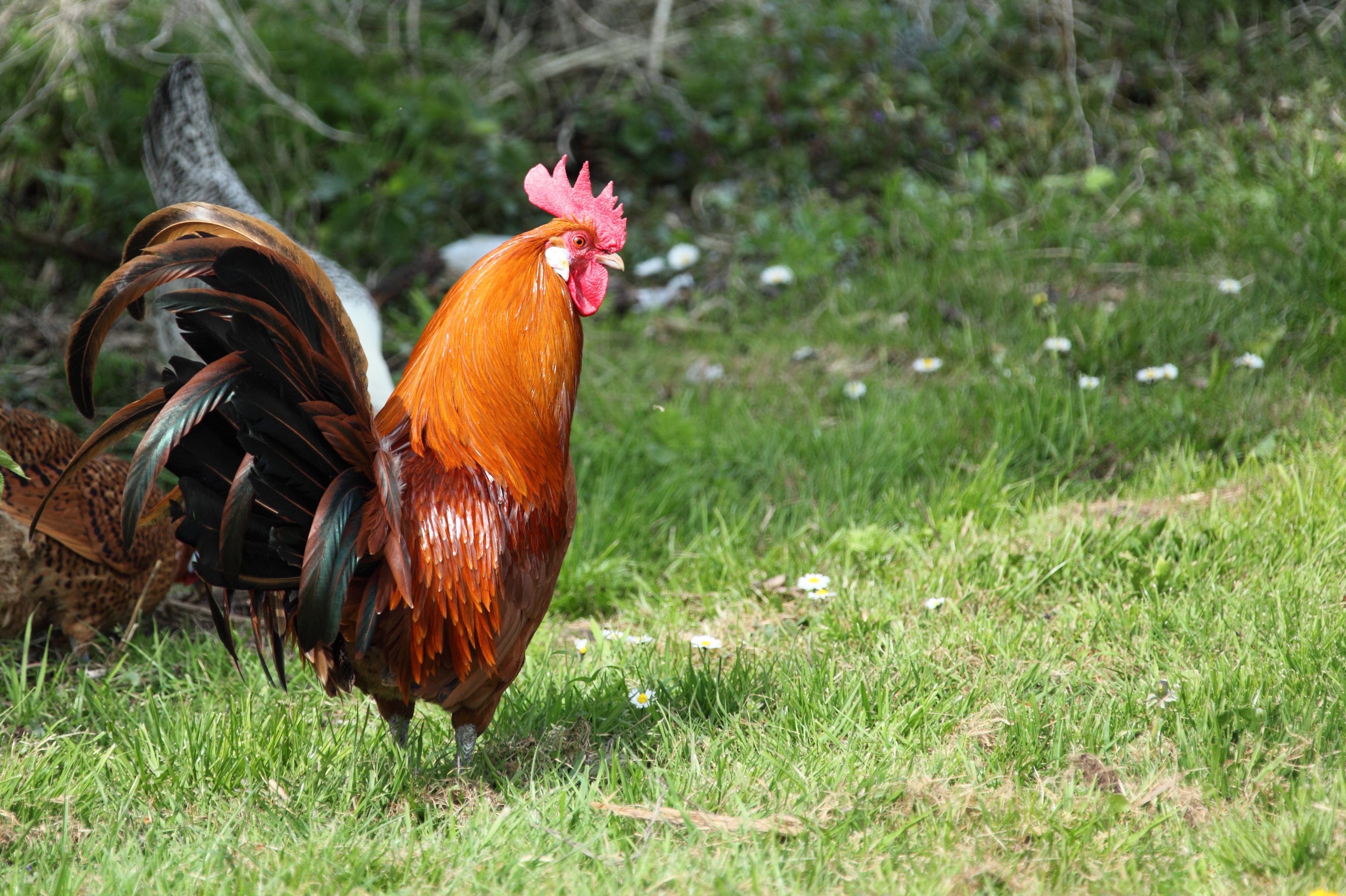 Rooster stands on green grass free image download