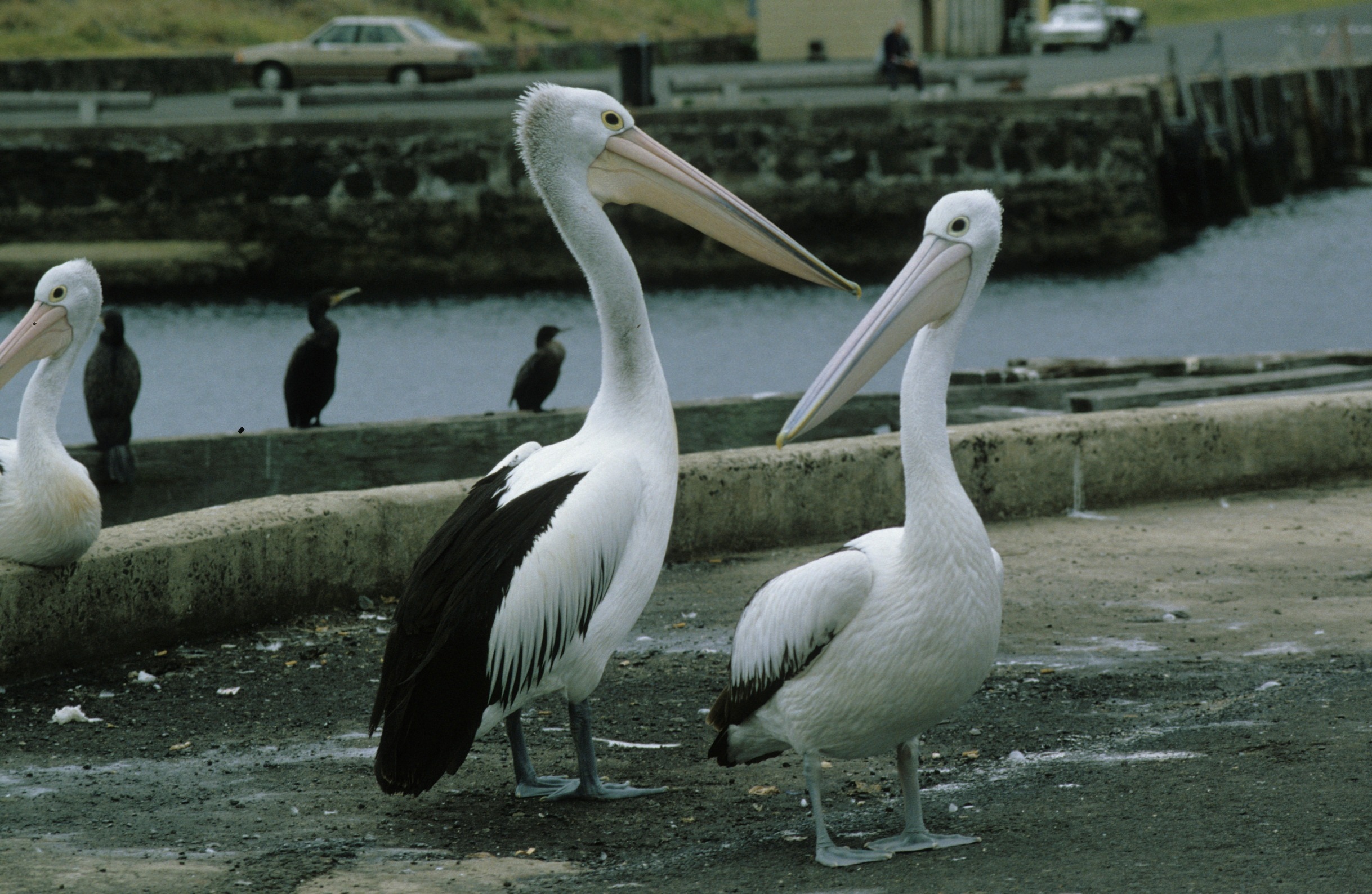 Glasses Pelican flock free image download