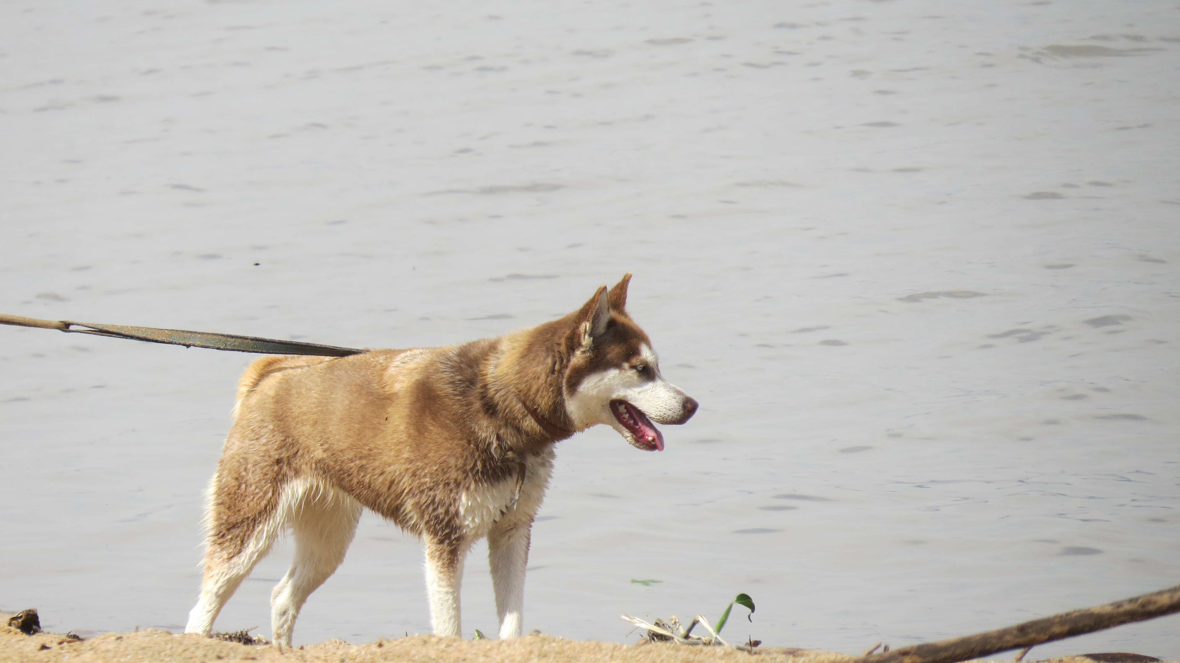 Leashed Husky Dog on Beach free image download