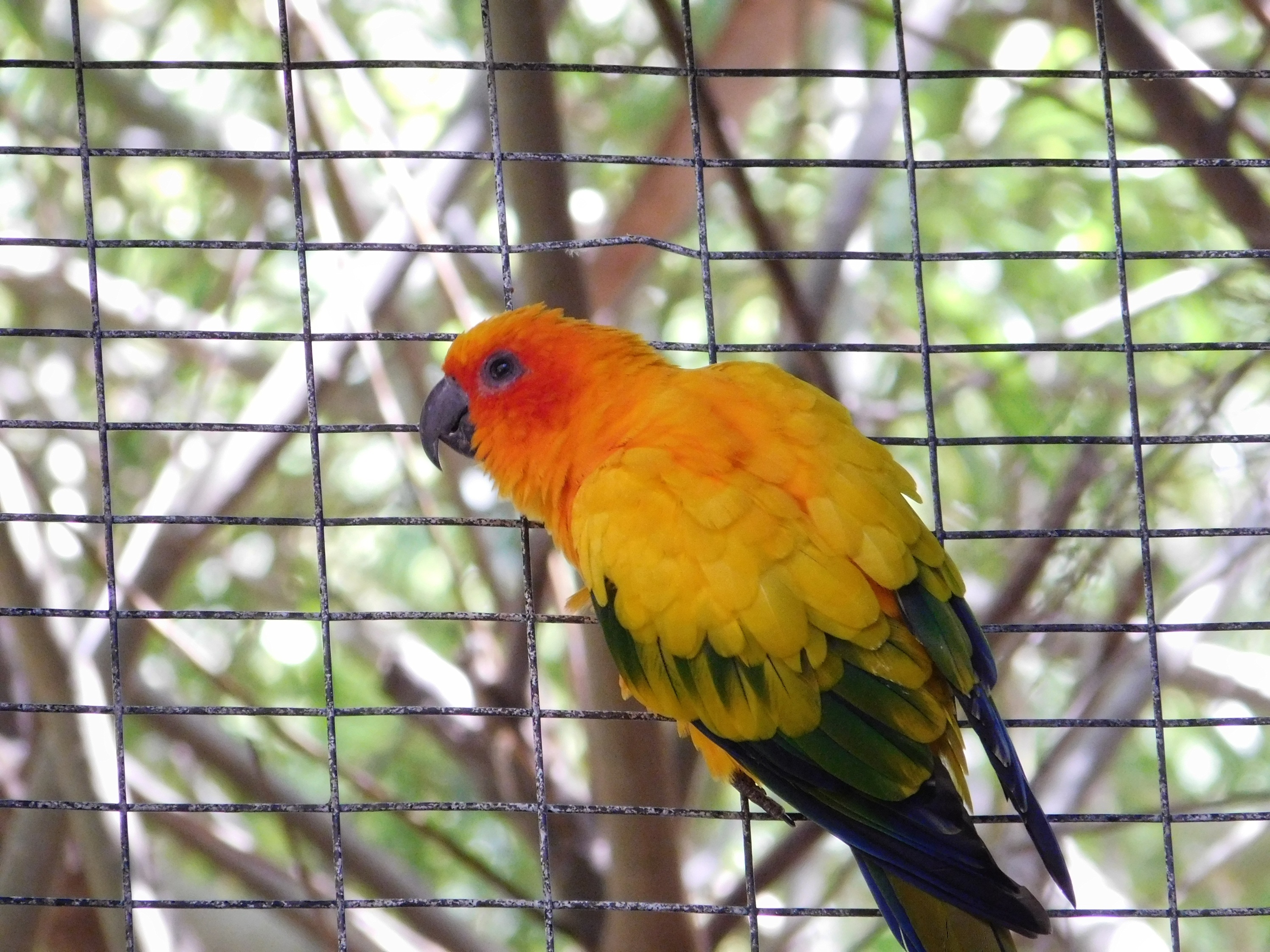 Yellow parrot in a cage free image download