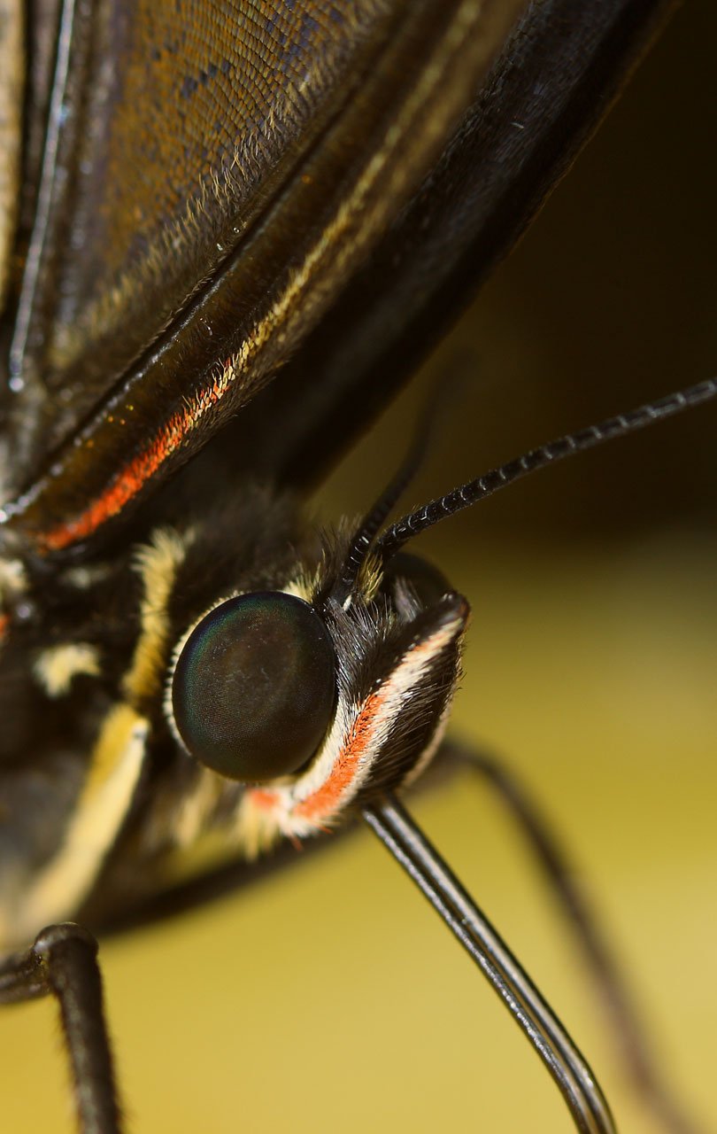 Butterfly head close up free image download