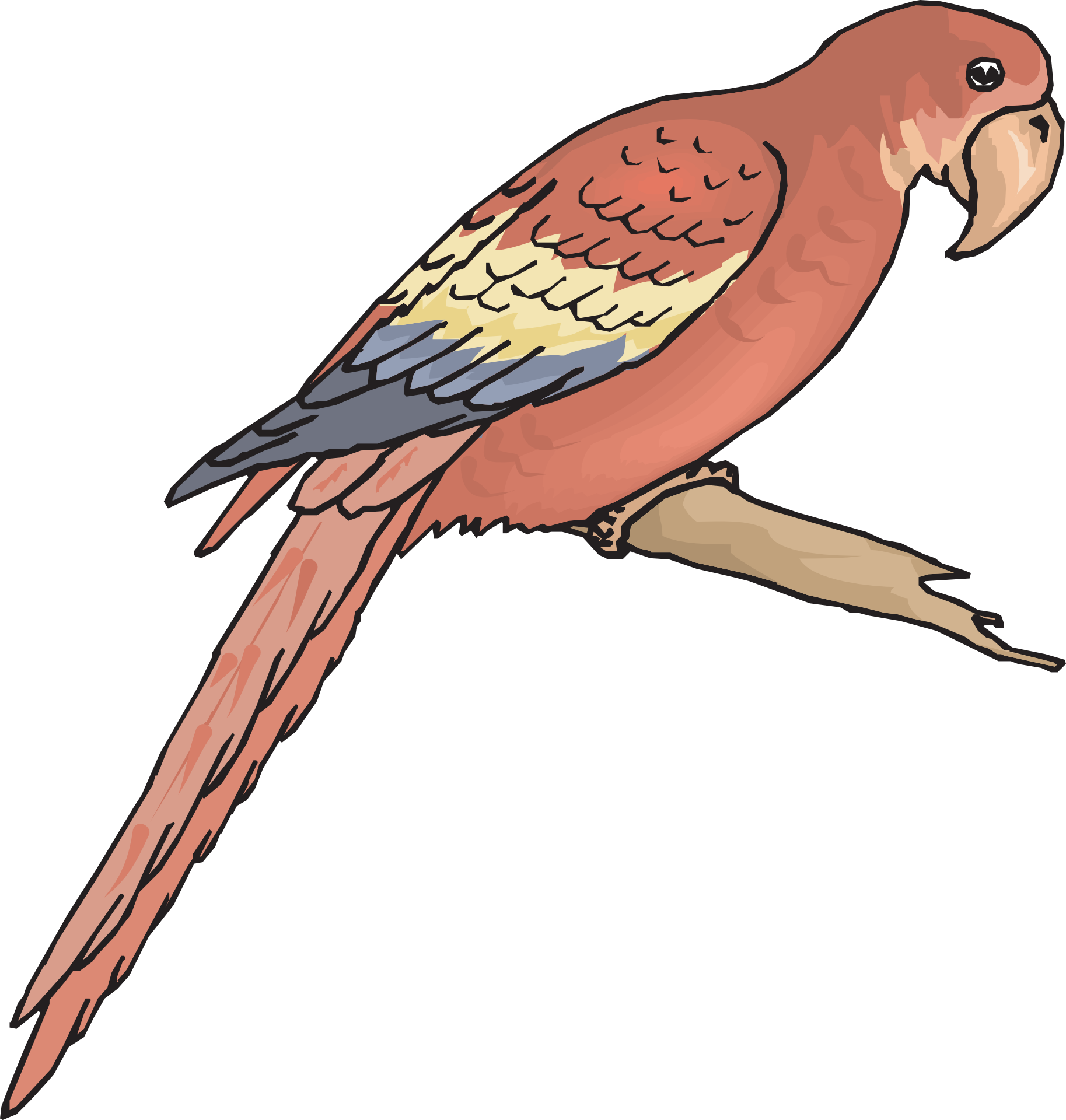 Bird Macaw drawing free image download