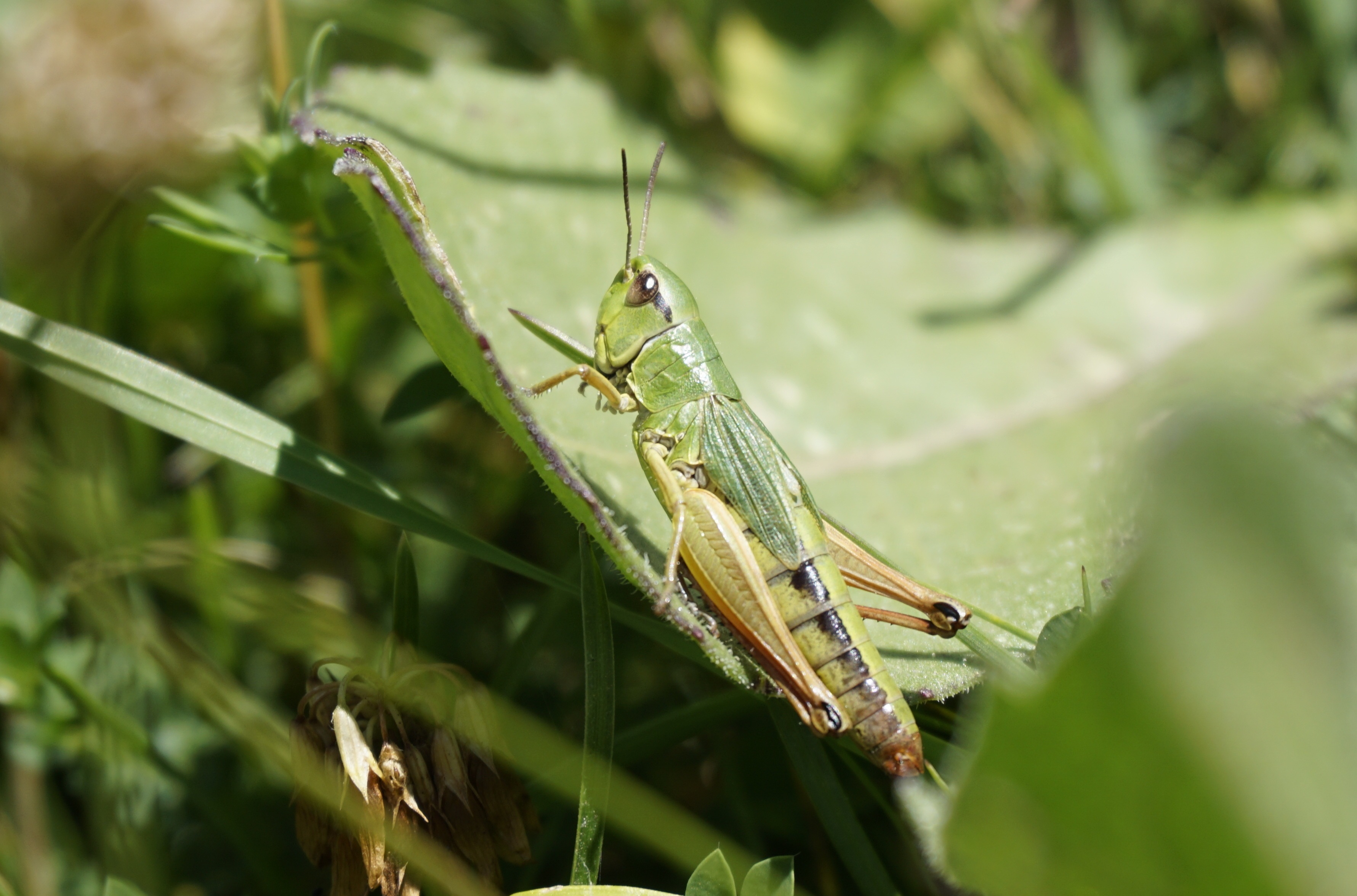 Green Grasshopper on a leaf free image download