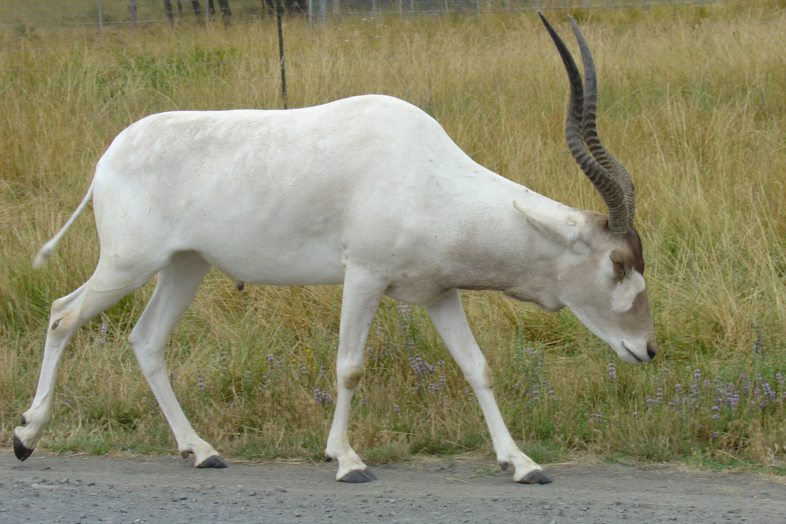 Beautiful White Addax Antelope walking on road free image download