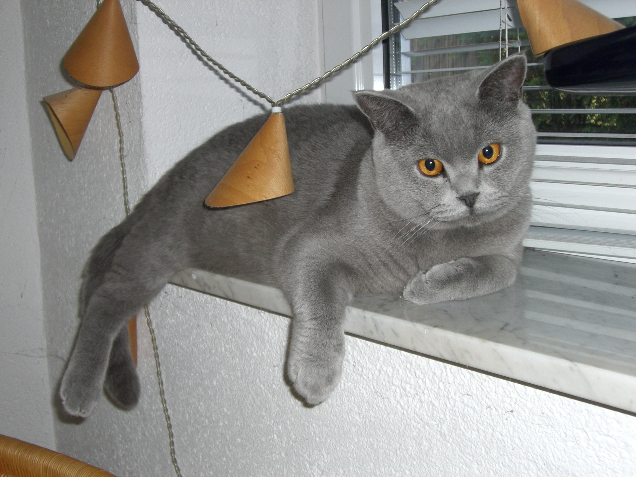 Grey Cat on Window free image download