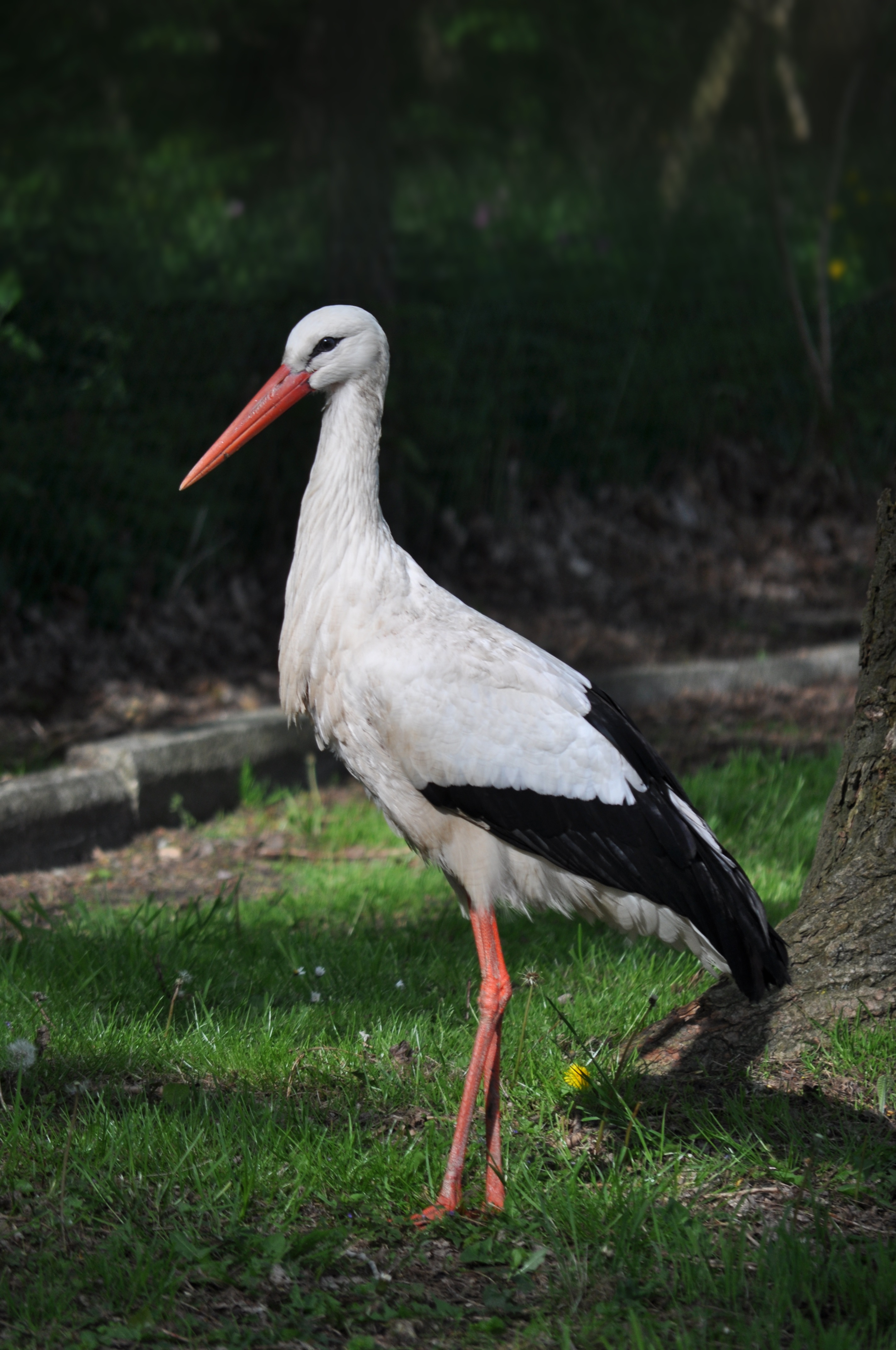 Beautiful White and black stork on the grass free image download
