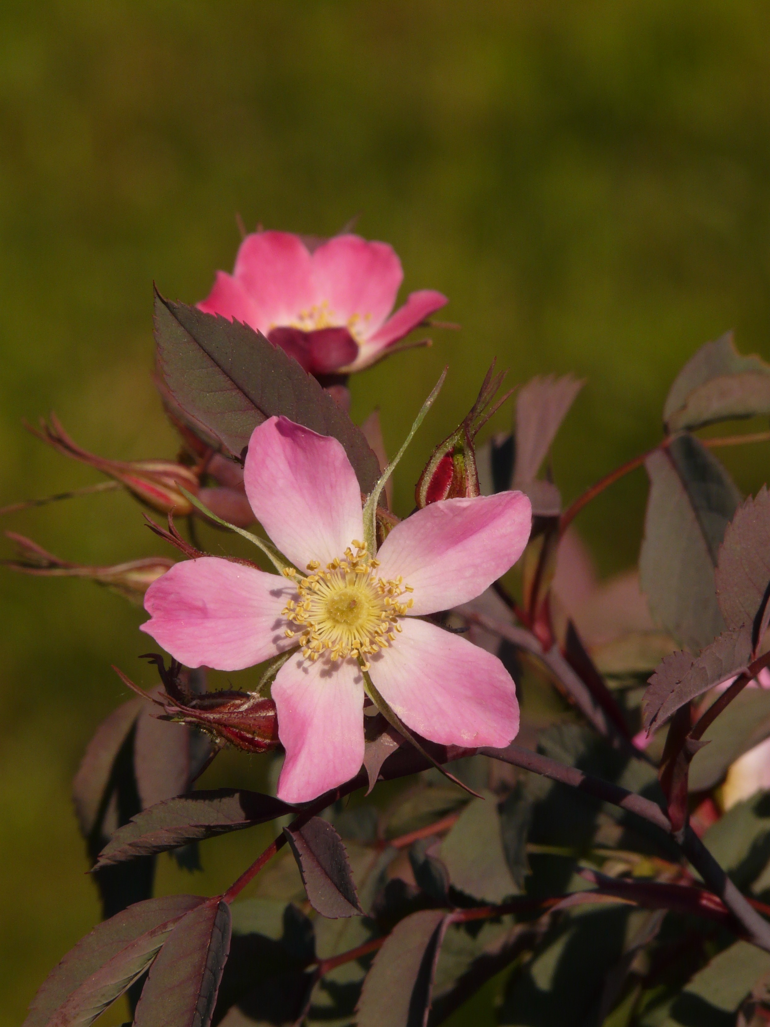 Pink rosehip flowers with brown leaves free image download