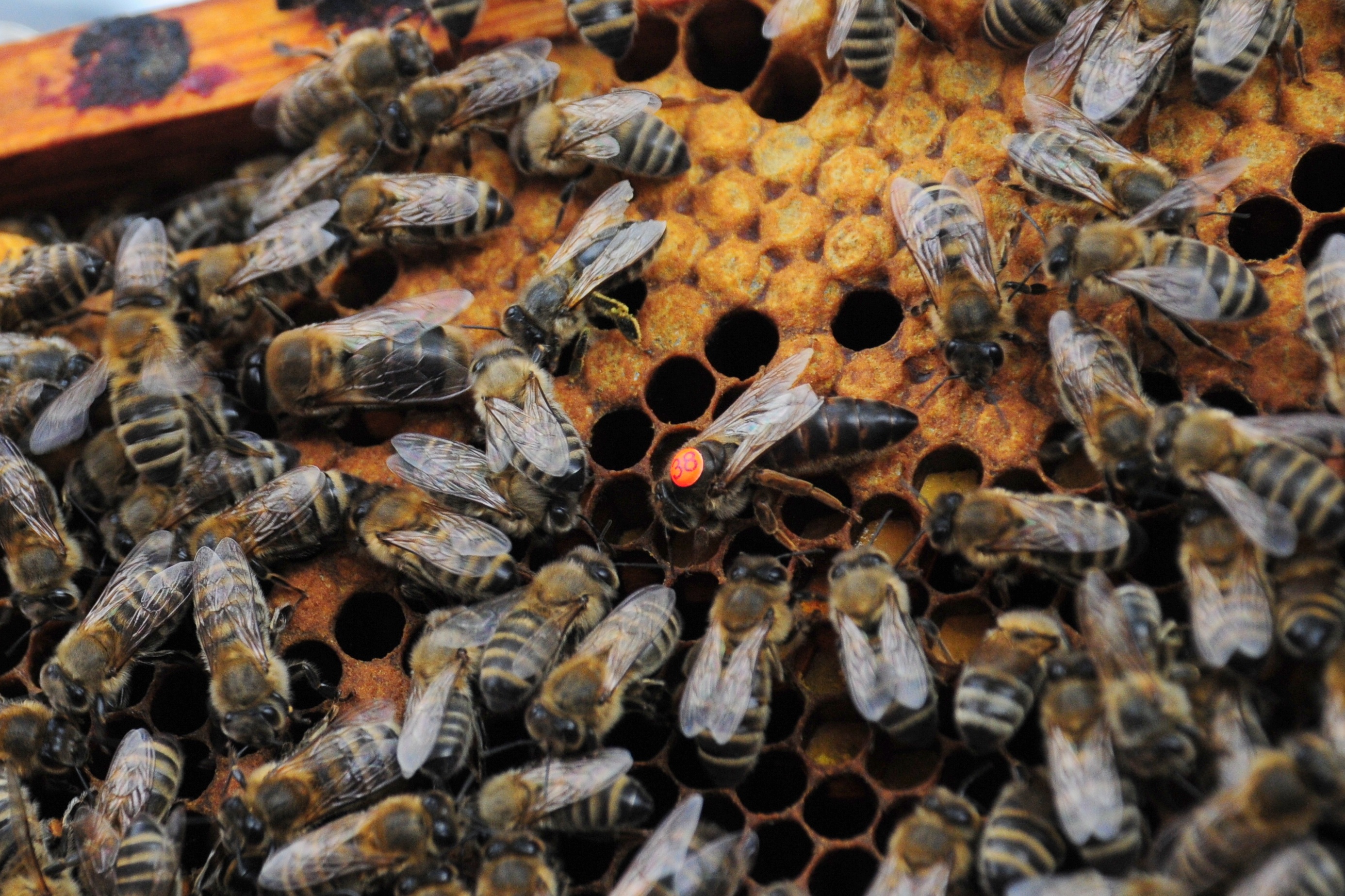 Picture of the lots of Queen Bees free image download