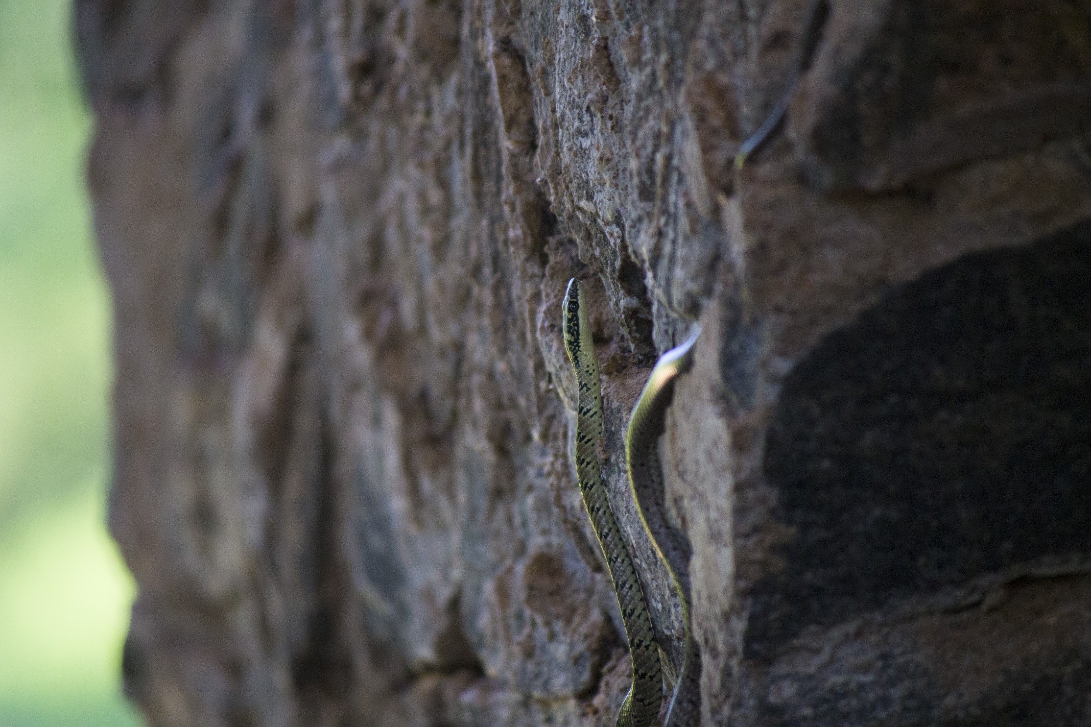 Snake on a rock free image download