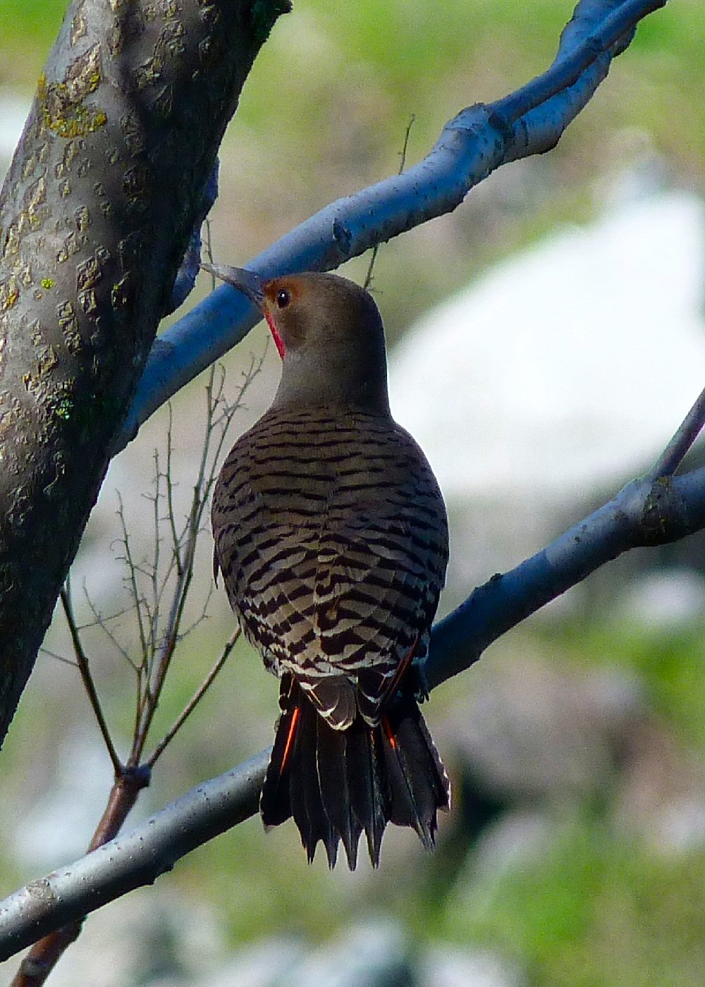 Flicker bird on the tree free image download