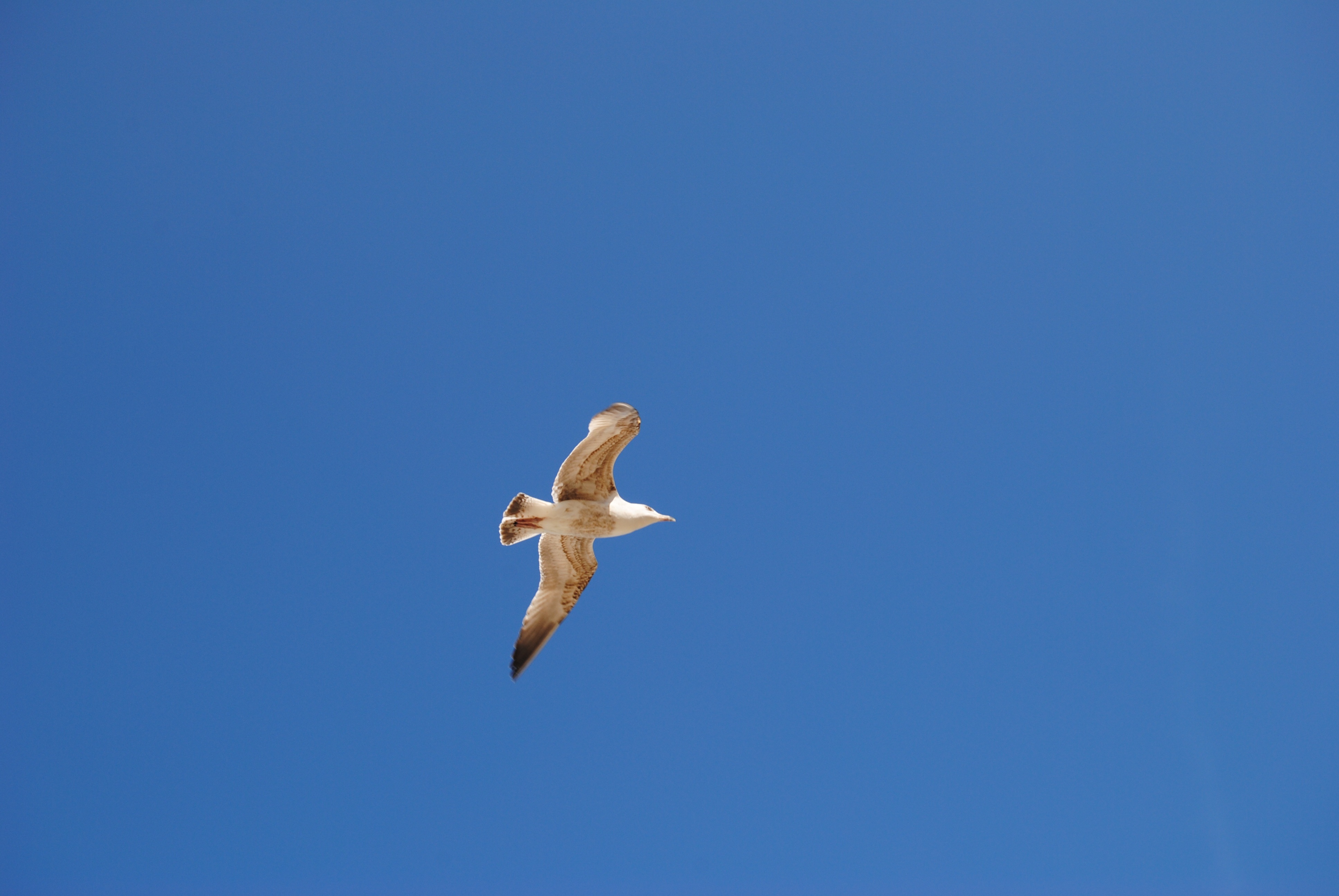 White Bird In Blue Sky Free Image Download white-bird-in-blue-sky-free-image-download