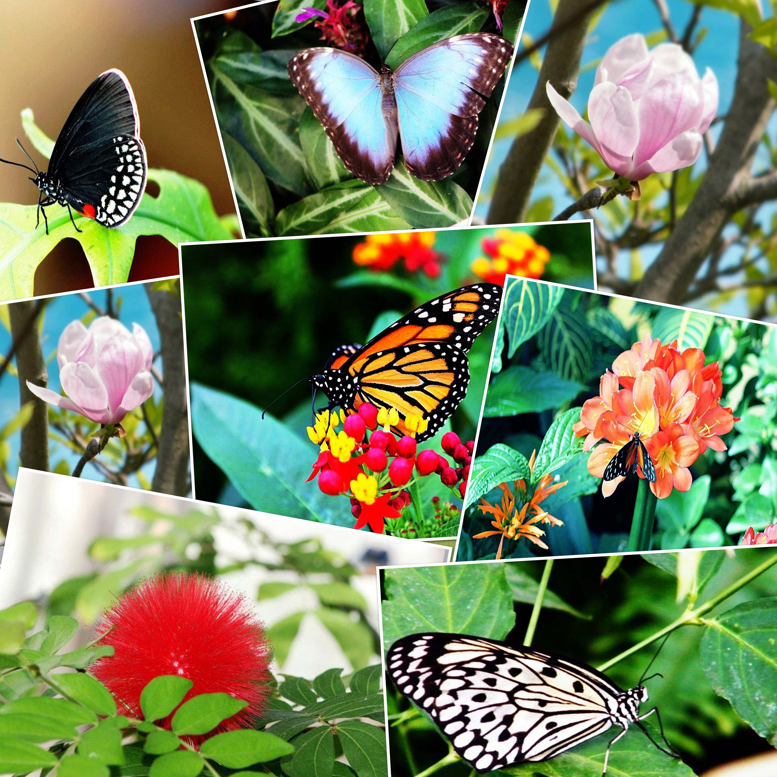 Photo collage of colorful butterflies free image download