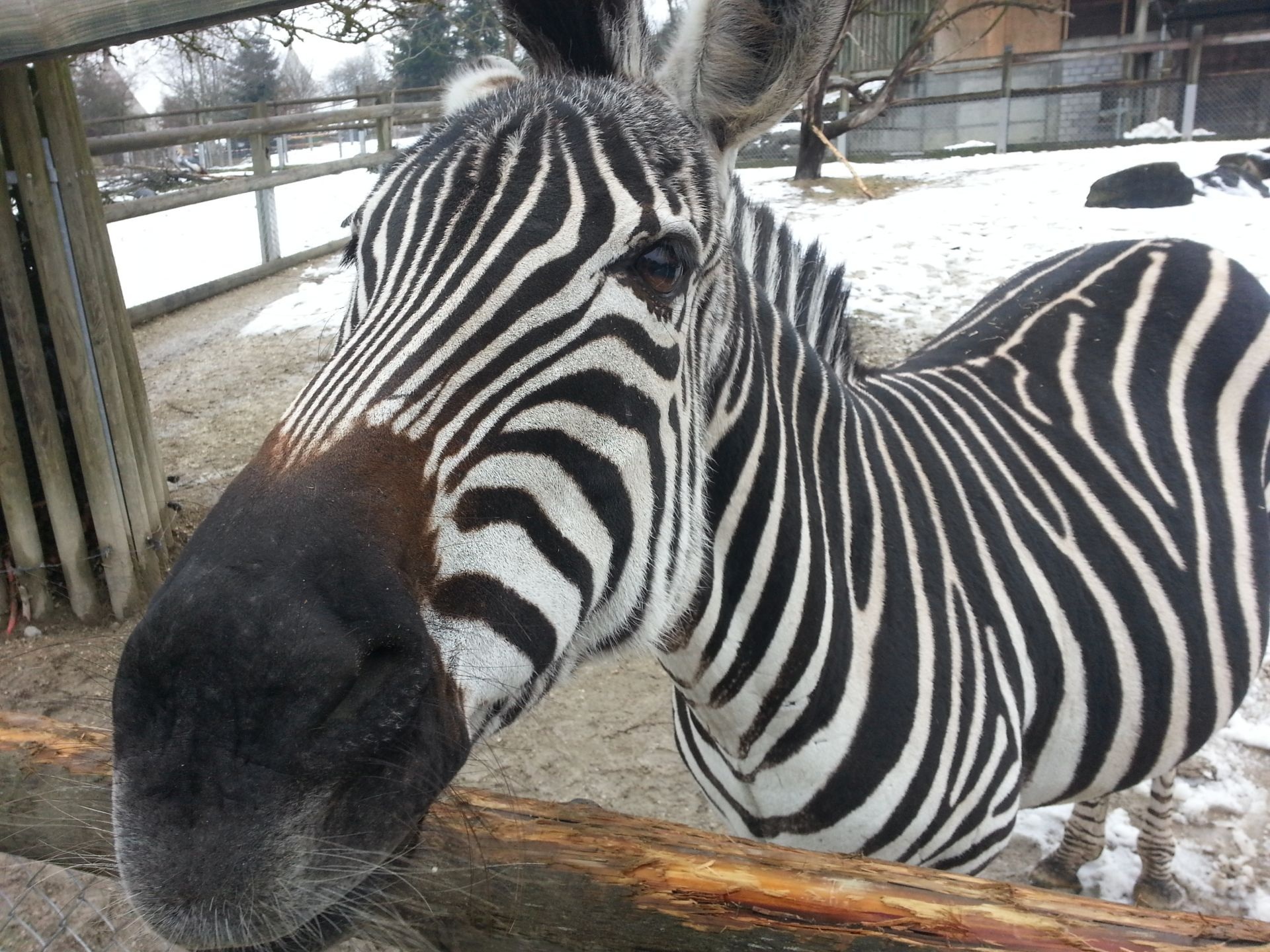 Zebra portrait free image download