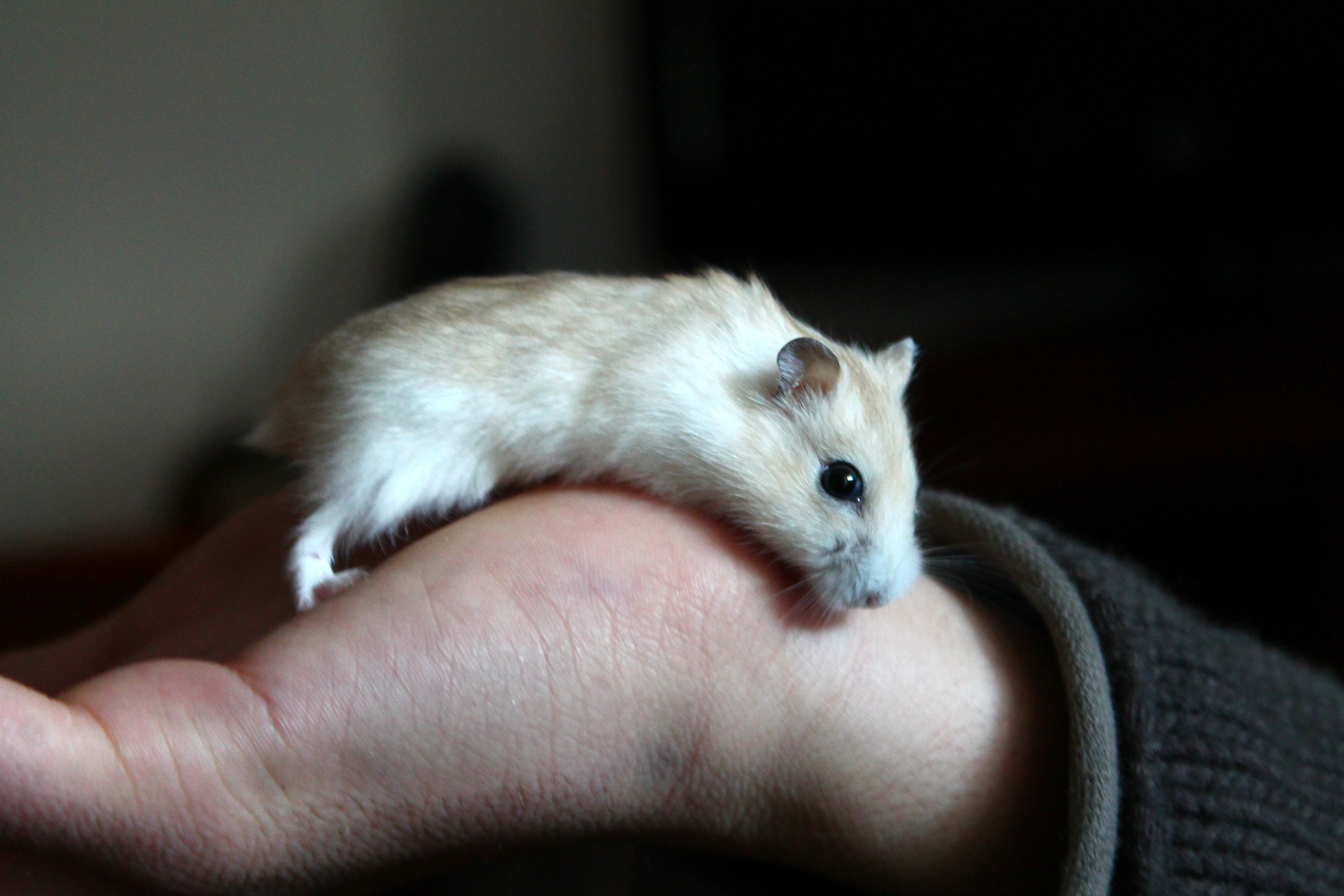 Hamster on human hand free image download