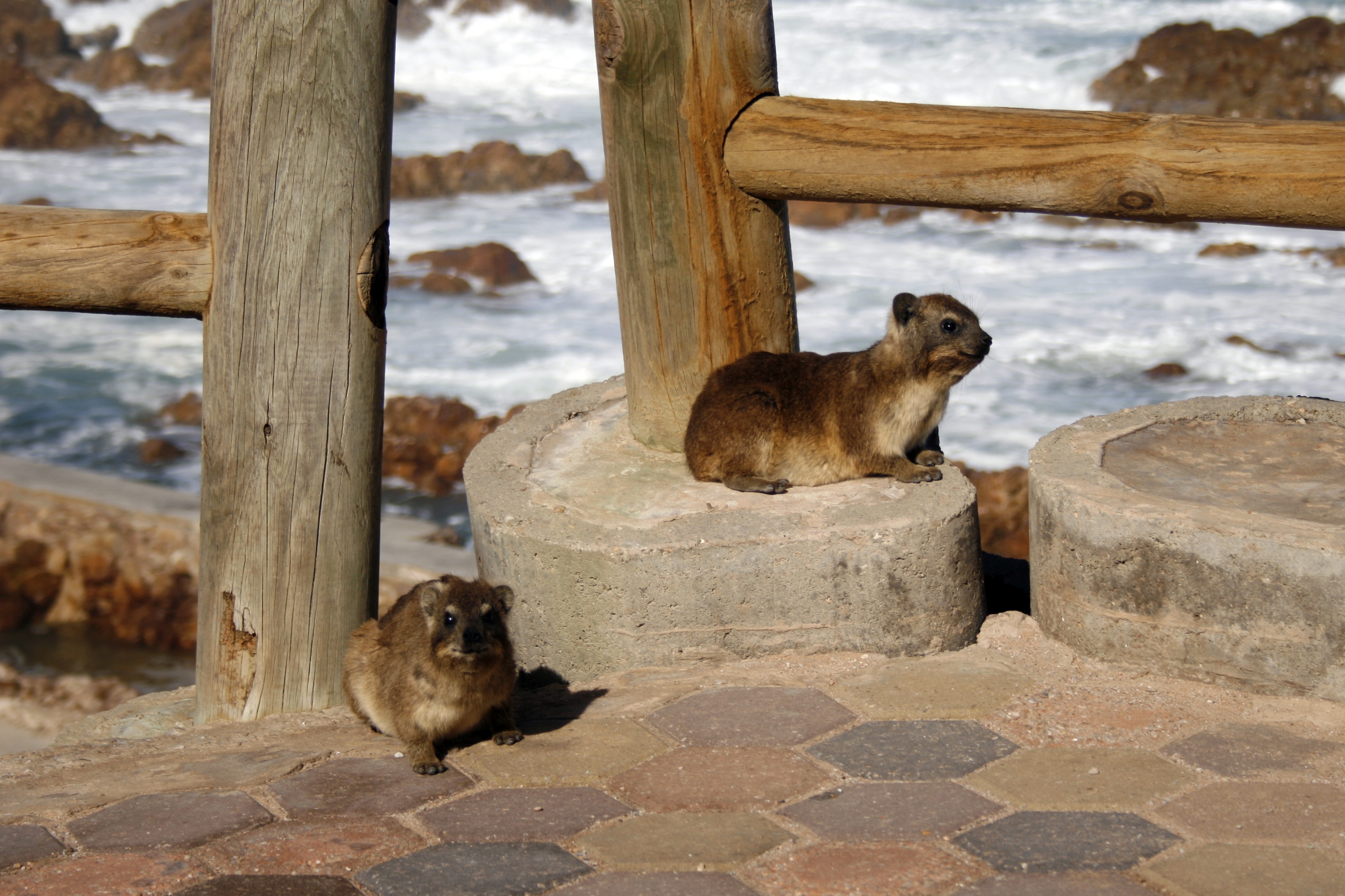 Cute Rock hyrax near the water in South Africa free image download