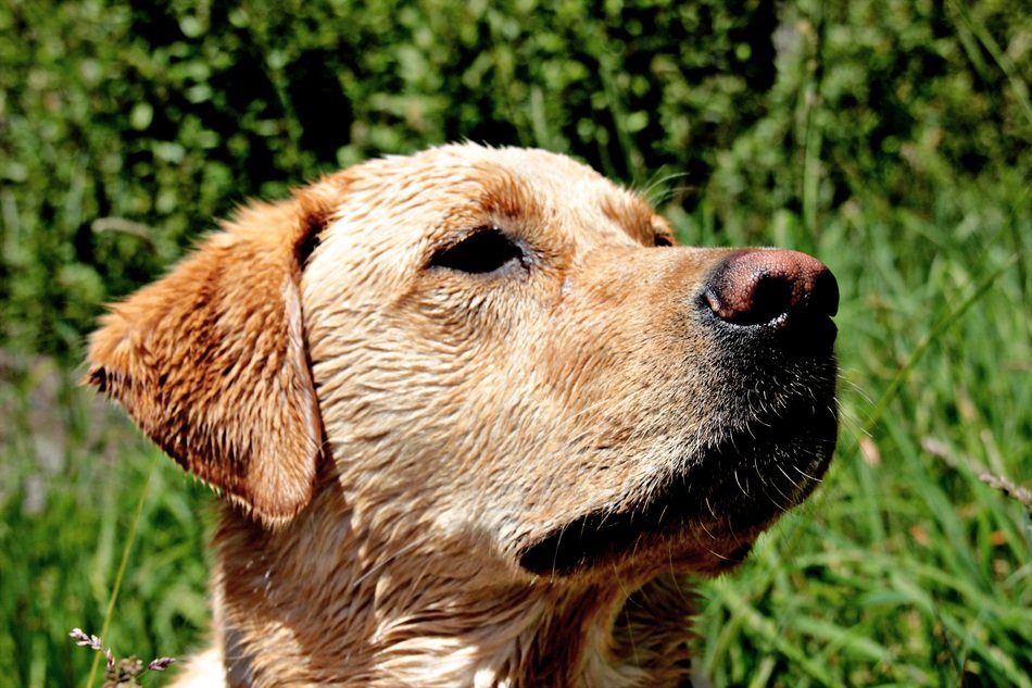 Dog Yellow Lab free image download