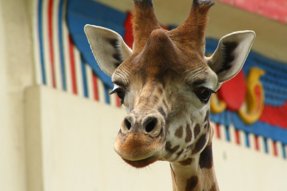 Giraffe cub in Antwerp Zoo free image download