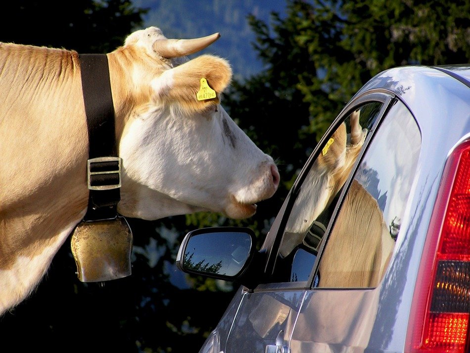 The cow looks out the car window free image download