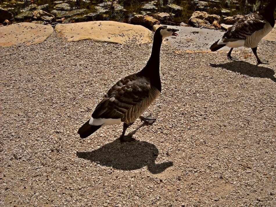 Photo of wild Geese walking free image download