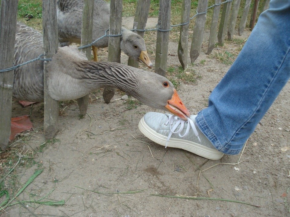Domestic grey Goose and Gander bite Foot free image download