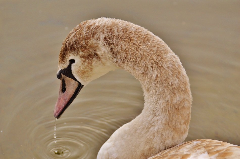 Swan with brown feathers on the pond free image download