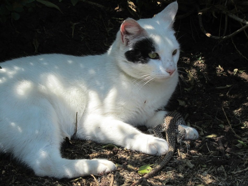 Portrait of stunningly beautiful White cat and lizard free image download