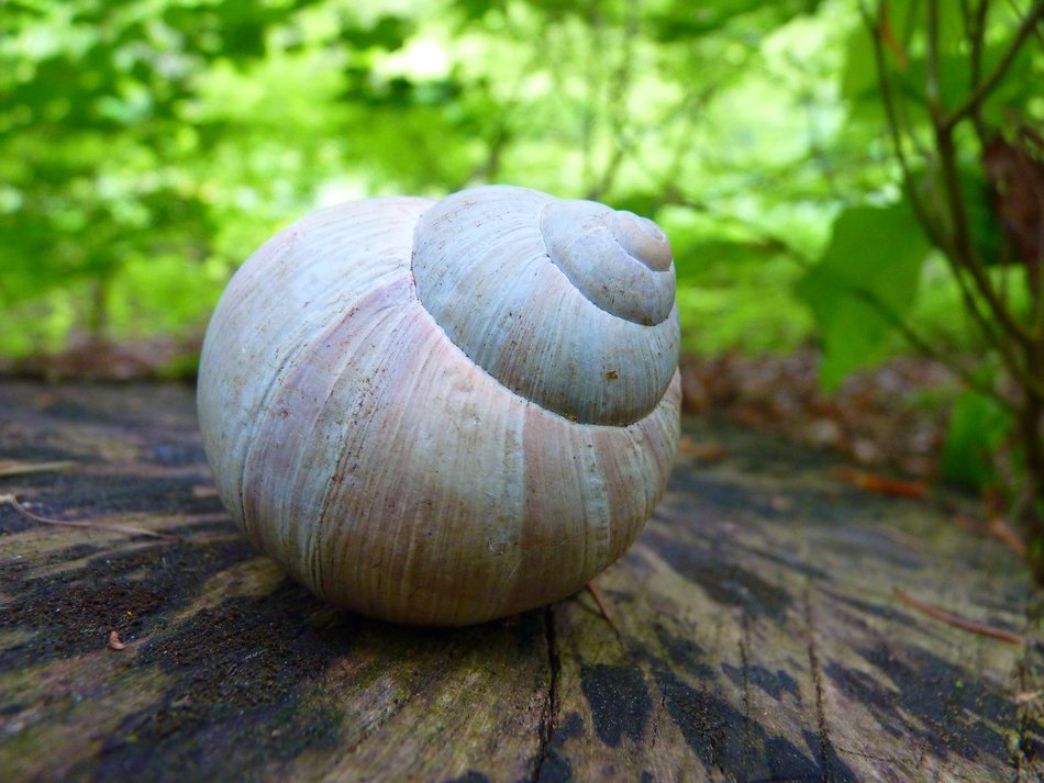 Snail shell in the forest free image download