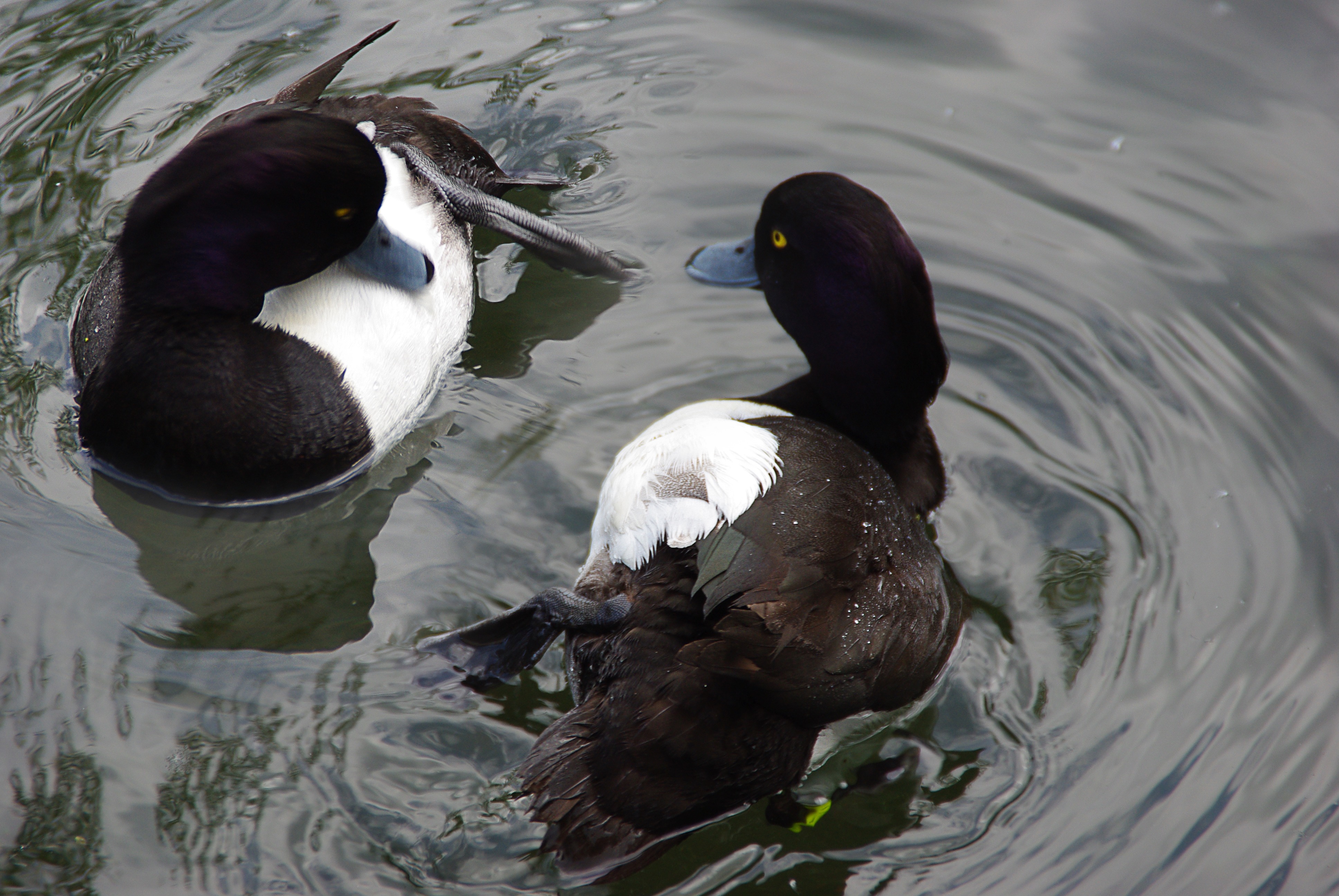 Beautiful and colorful ducks in the water with waves free image download