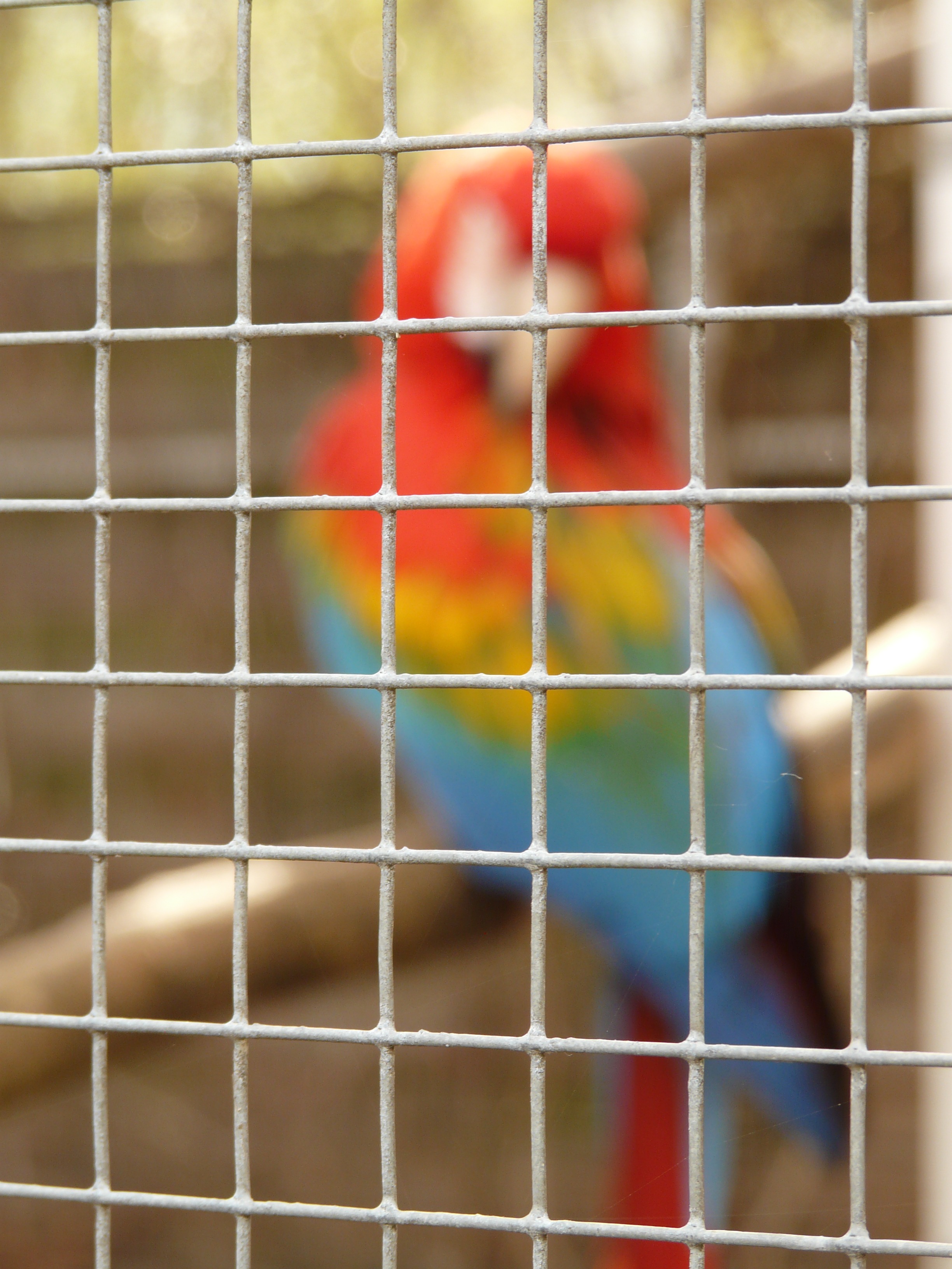 Grid Imprisoned Parrot free image download